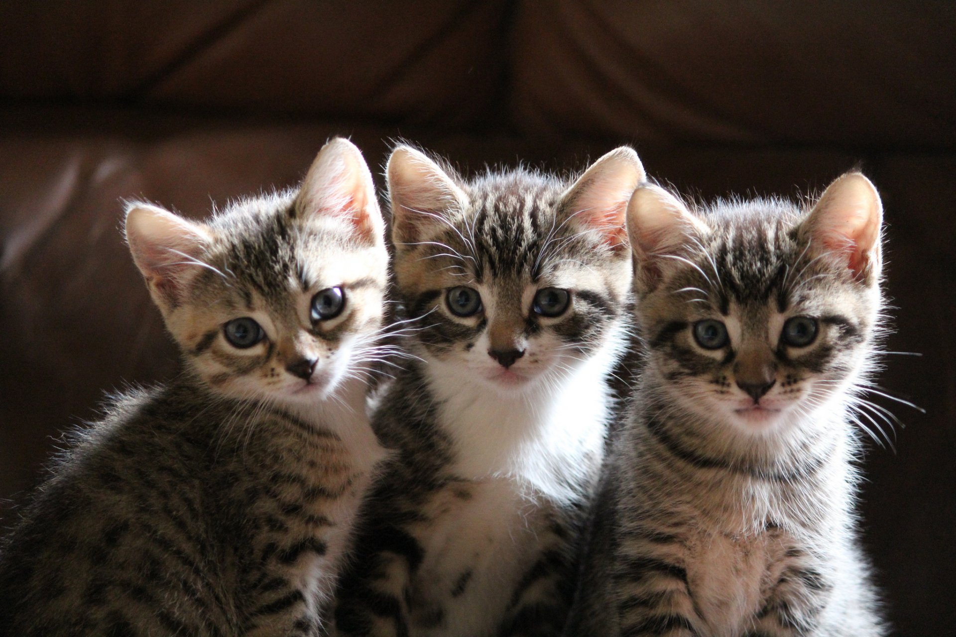HD Wallpaper of Adorable Cats: Triple the Cuteness!