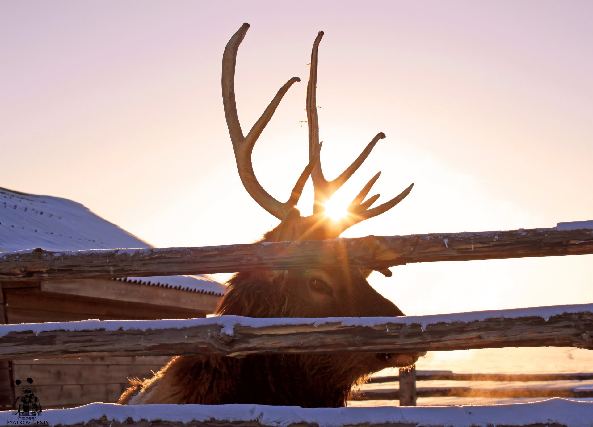 Majestic Elk Silhouette – 4K Ultra HD Wildlife Wallpaper by Pyatkov Denis
