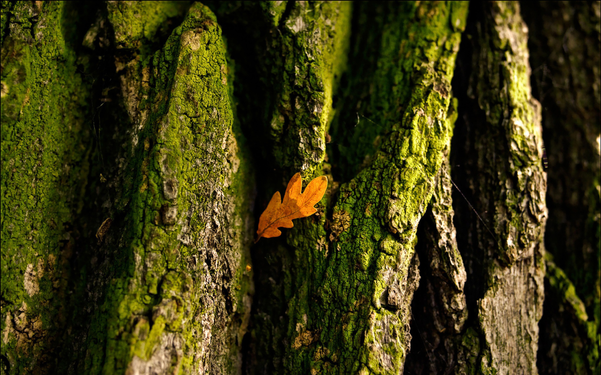 Download Nature Close Up HD Wallpaper