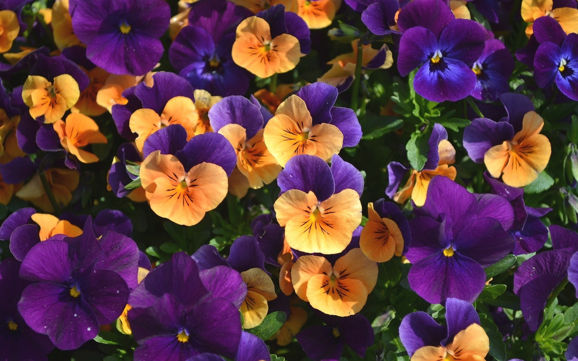 Pansy HD Wallpaper
