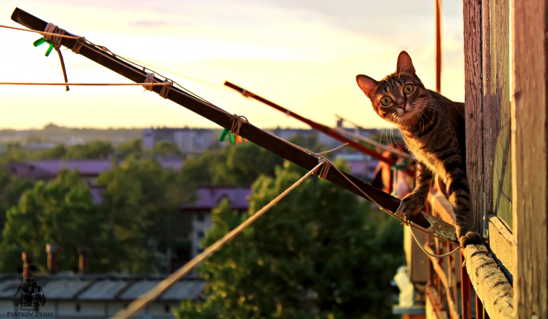 Playful Cat at Sunset - 4K Ultra HD Wallpaper | 4488x2616 | Wallpaper Abyss