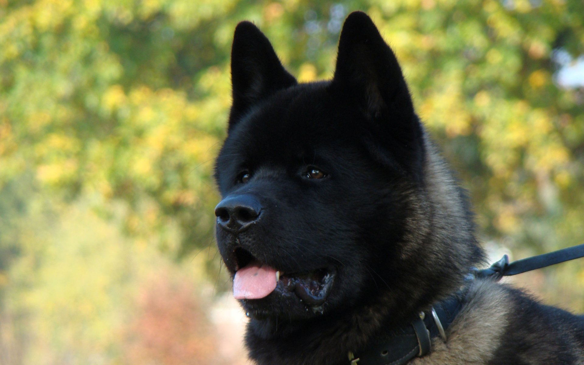 Download Animal Dog HD Wallpaper