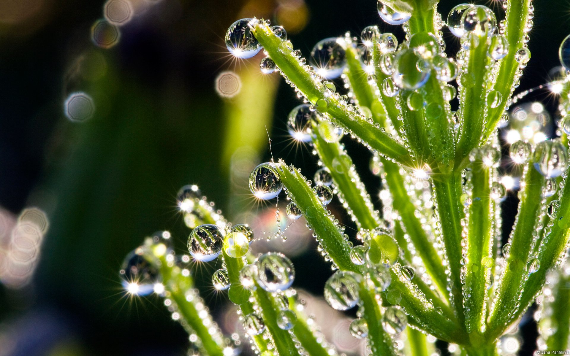 Crystal Dewdrop Symphony: Nature's HD Water Wonders | 1920x1200 ...