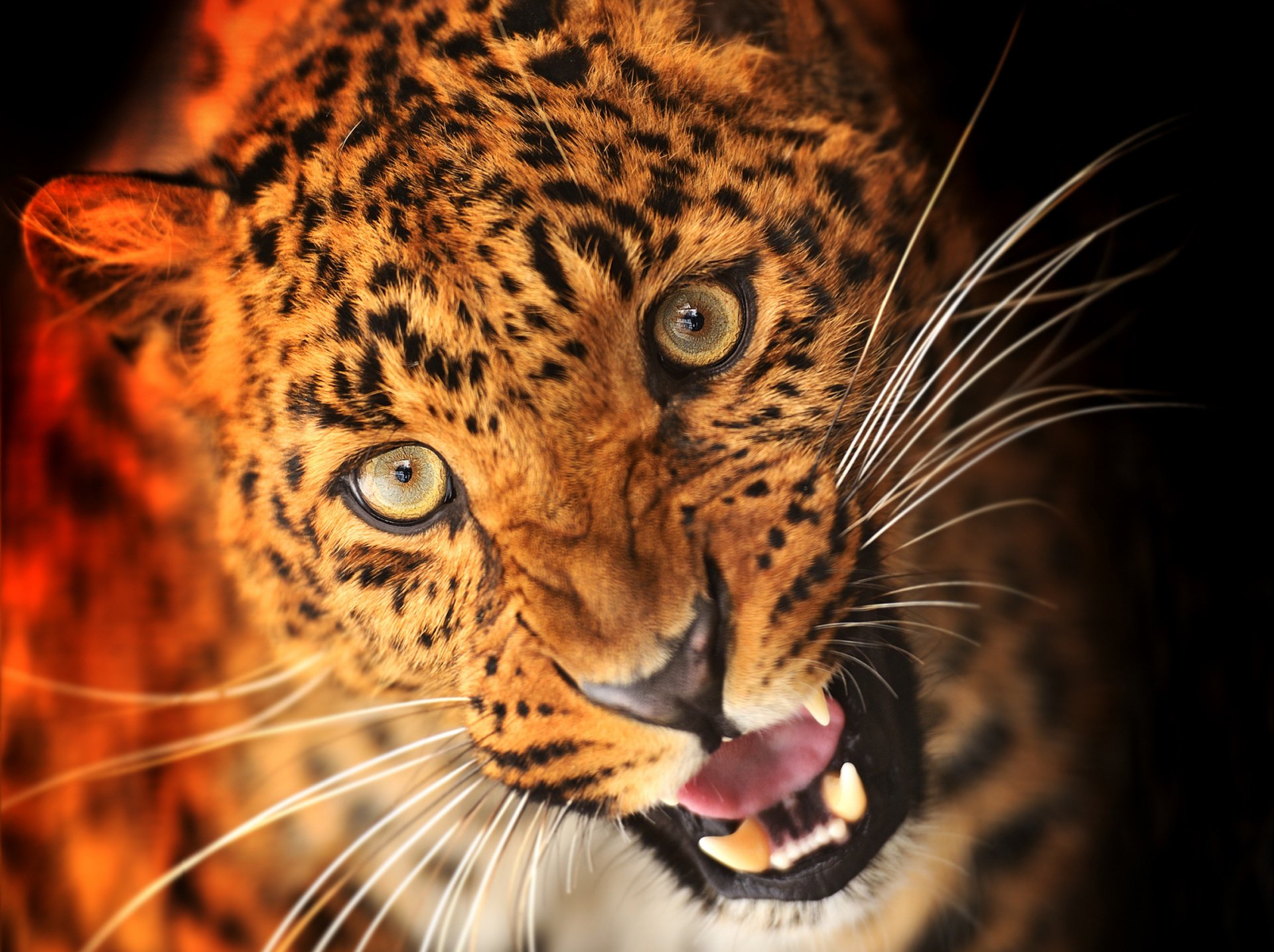 Vibrant Leopard HD Wallpaper: Nature's Majestic Predator