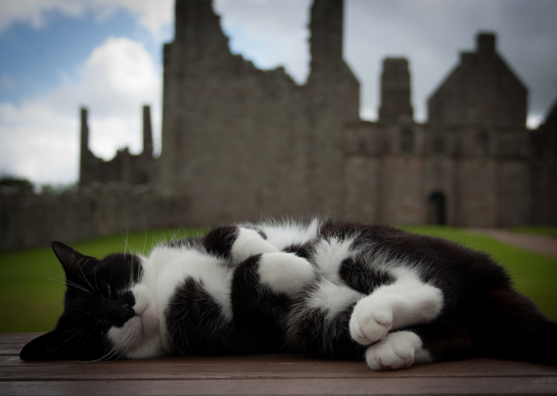Charming Cat Relaxing: A Stunning HD Wallpaper