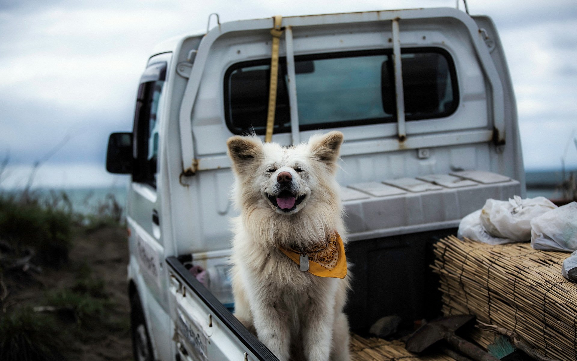 Cheerful Dog Wallpaper: A Beautiful HD Scene | 1920x1200 | Wallpaper Abyss