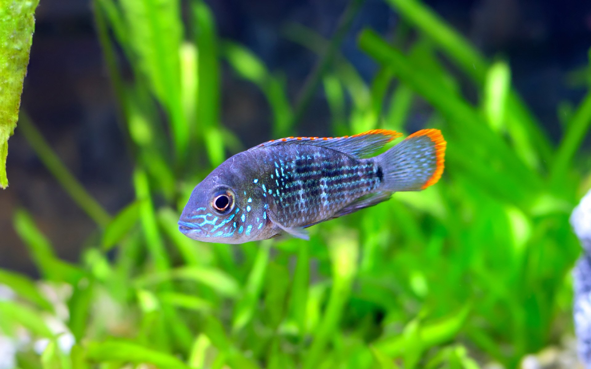 Vibrant Fish in HD Wallpaper - Nature's Underwater Beauty