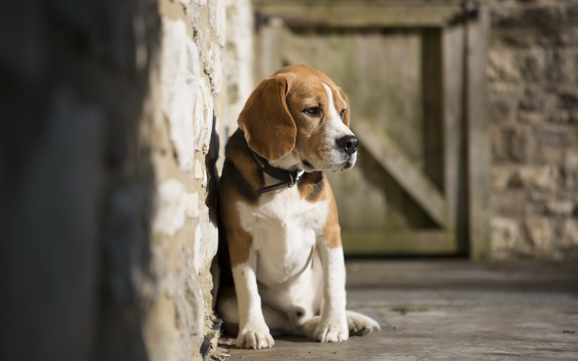 Charming Beagle HD Wallpaper: A Loyal Companion