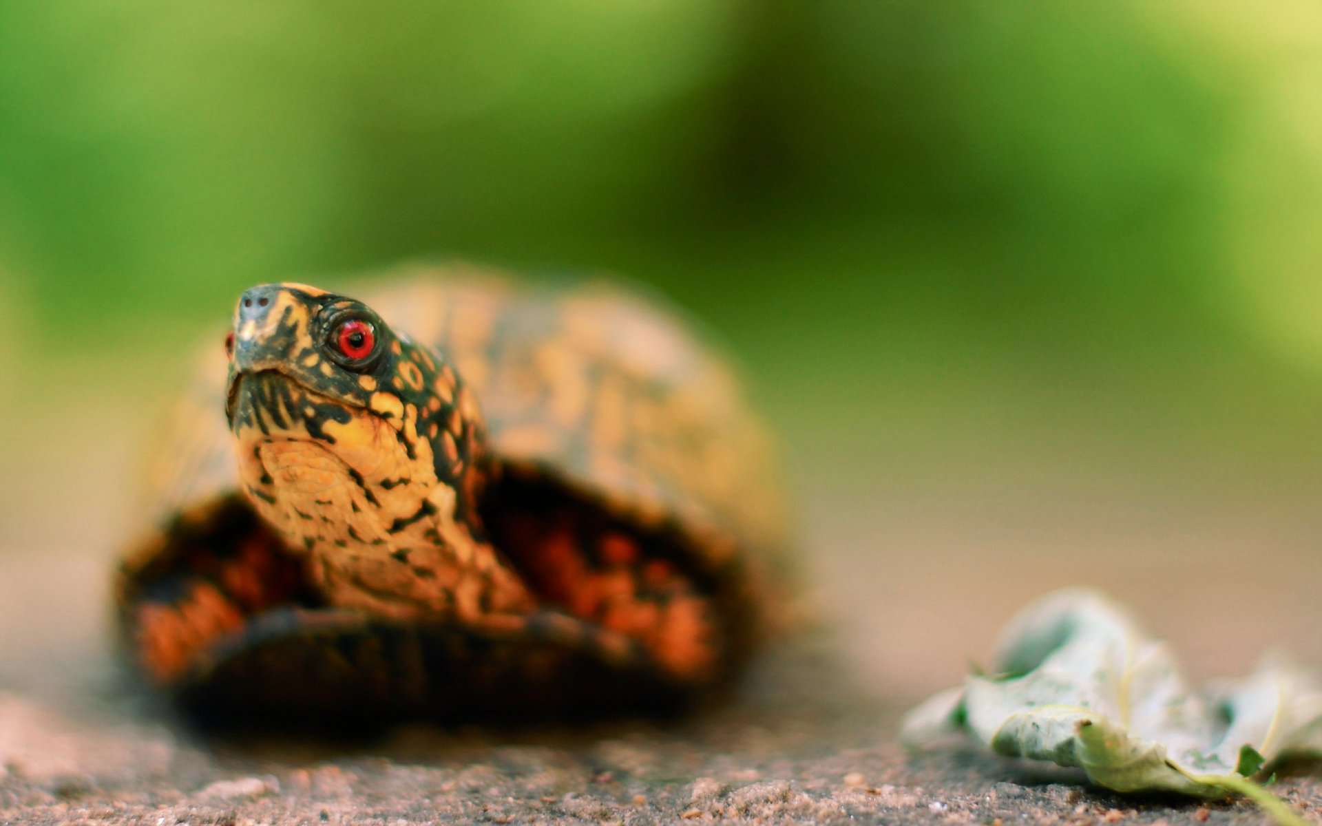 Stunning HD Wallpaper of a Colorful Turtle
