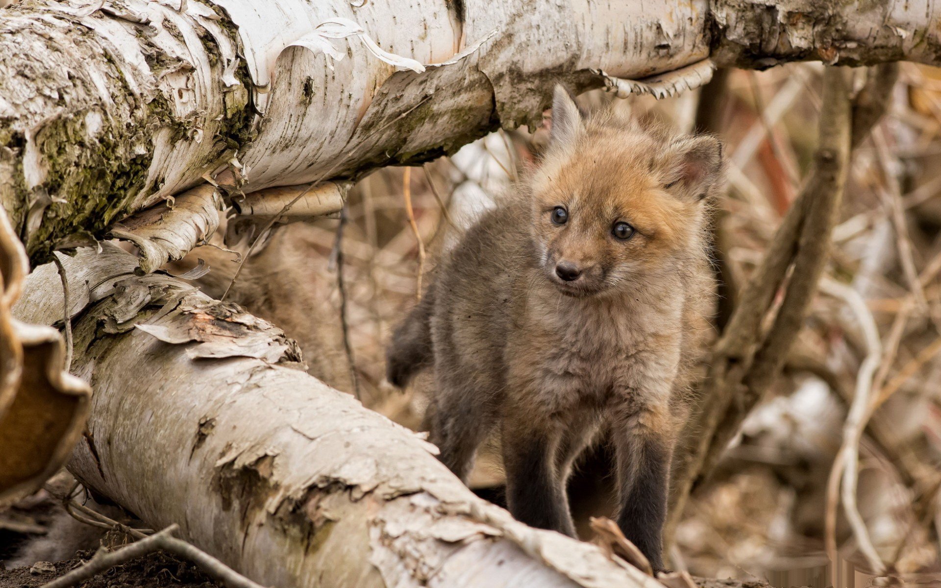 Charming Fox: A Stunning HD Wallpaper for Nature Lovers | 1920x1200 ...