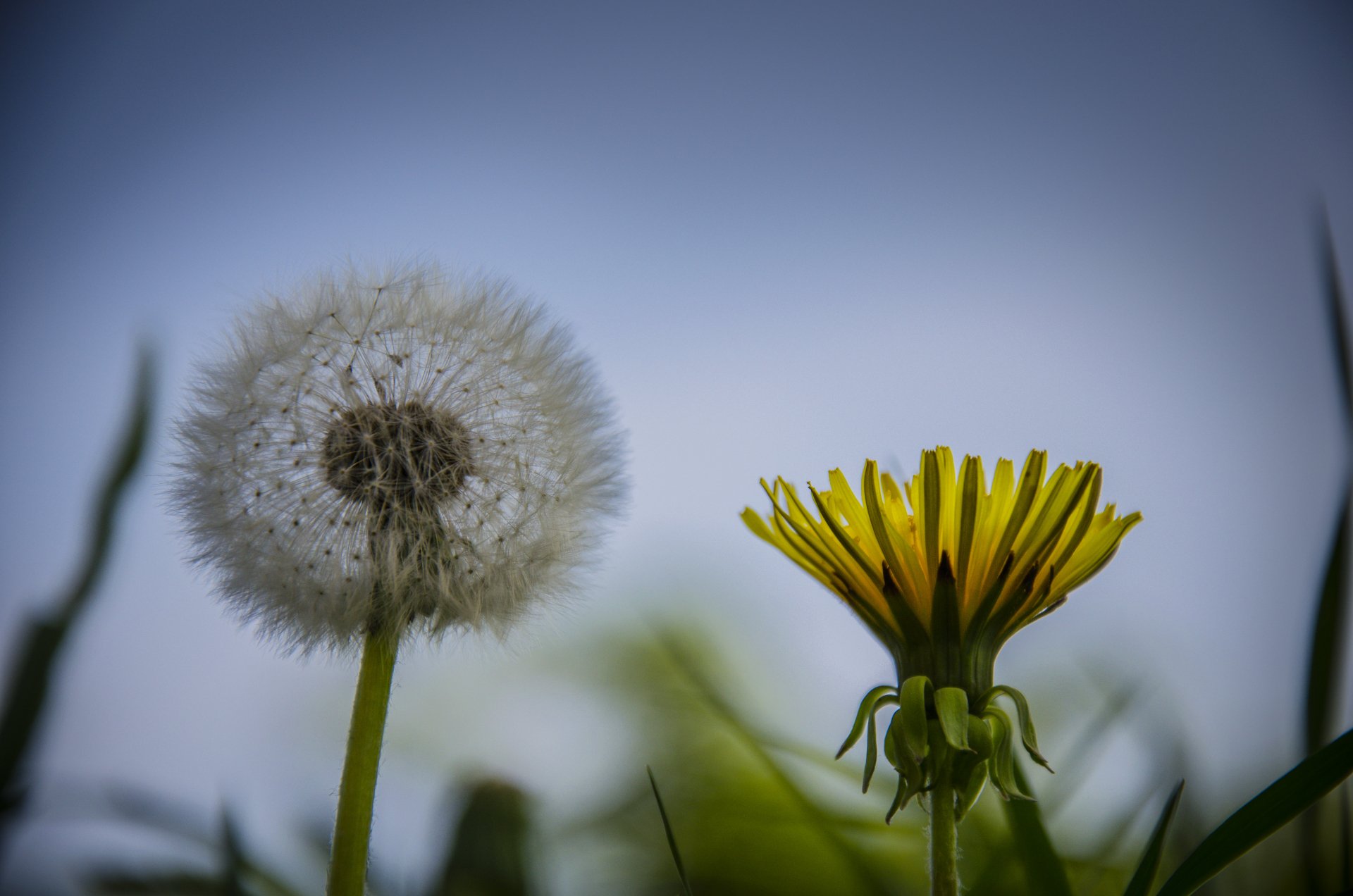 Download Nature Dandelion 4k Ultra HD Wallpaper