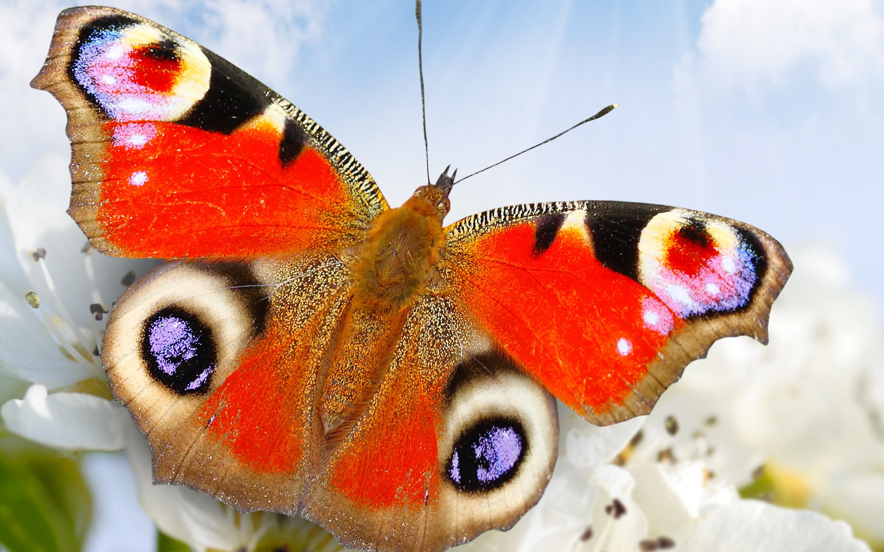Vibrant Butterfly Beauty - HD Wallpaper
