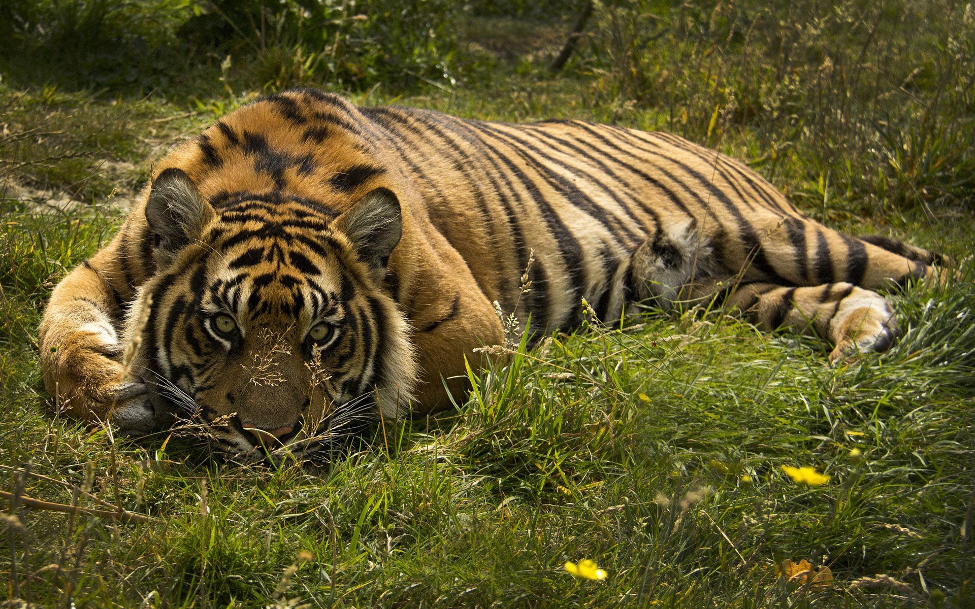 Majestic Tiger HD Wallpaper: Nature's Fierce Beauty