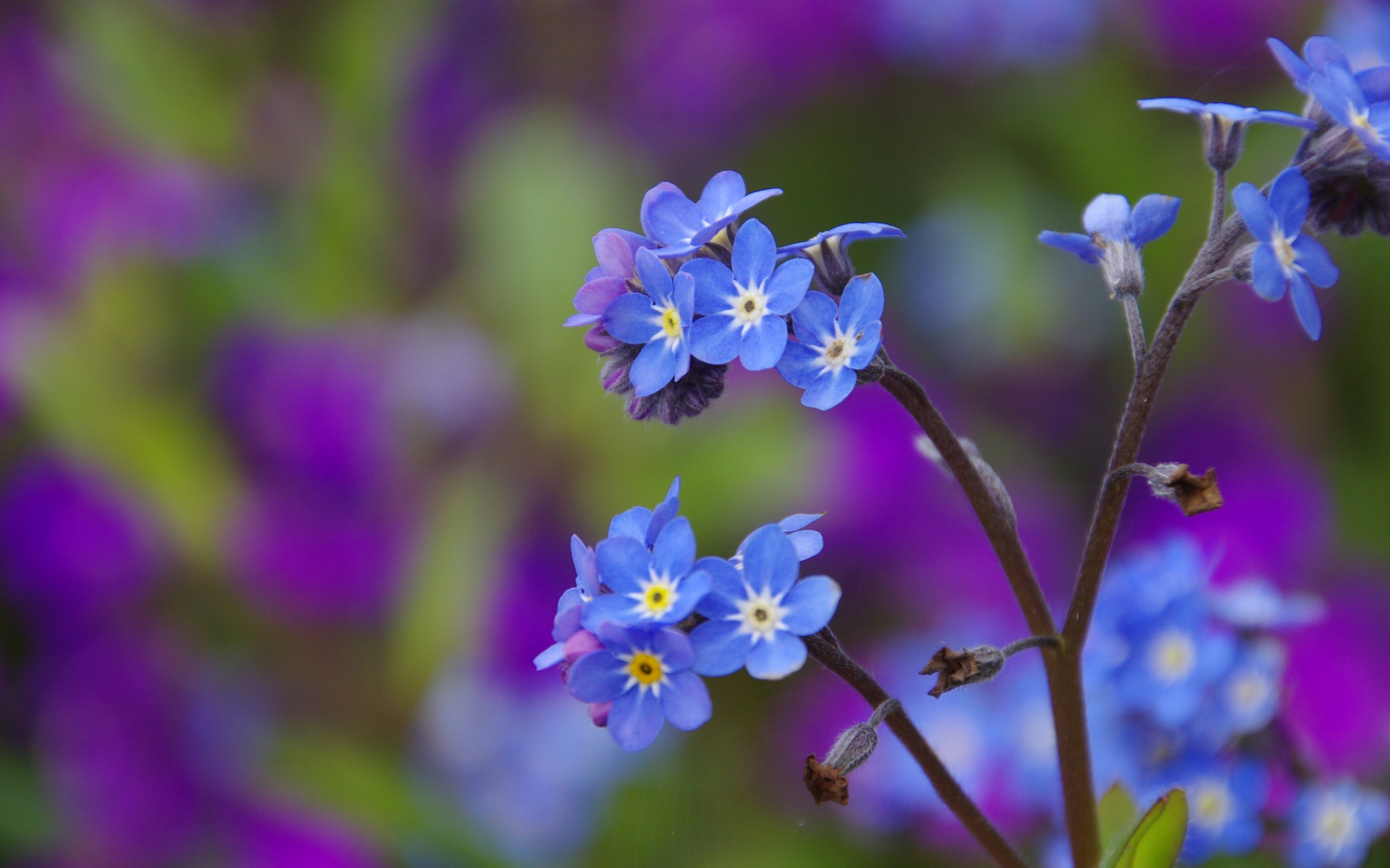 Beautiful Blue Flowers in Nature - HD Wallpaper