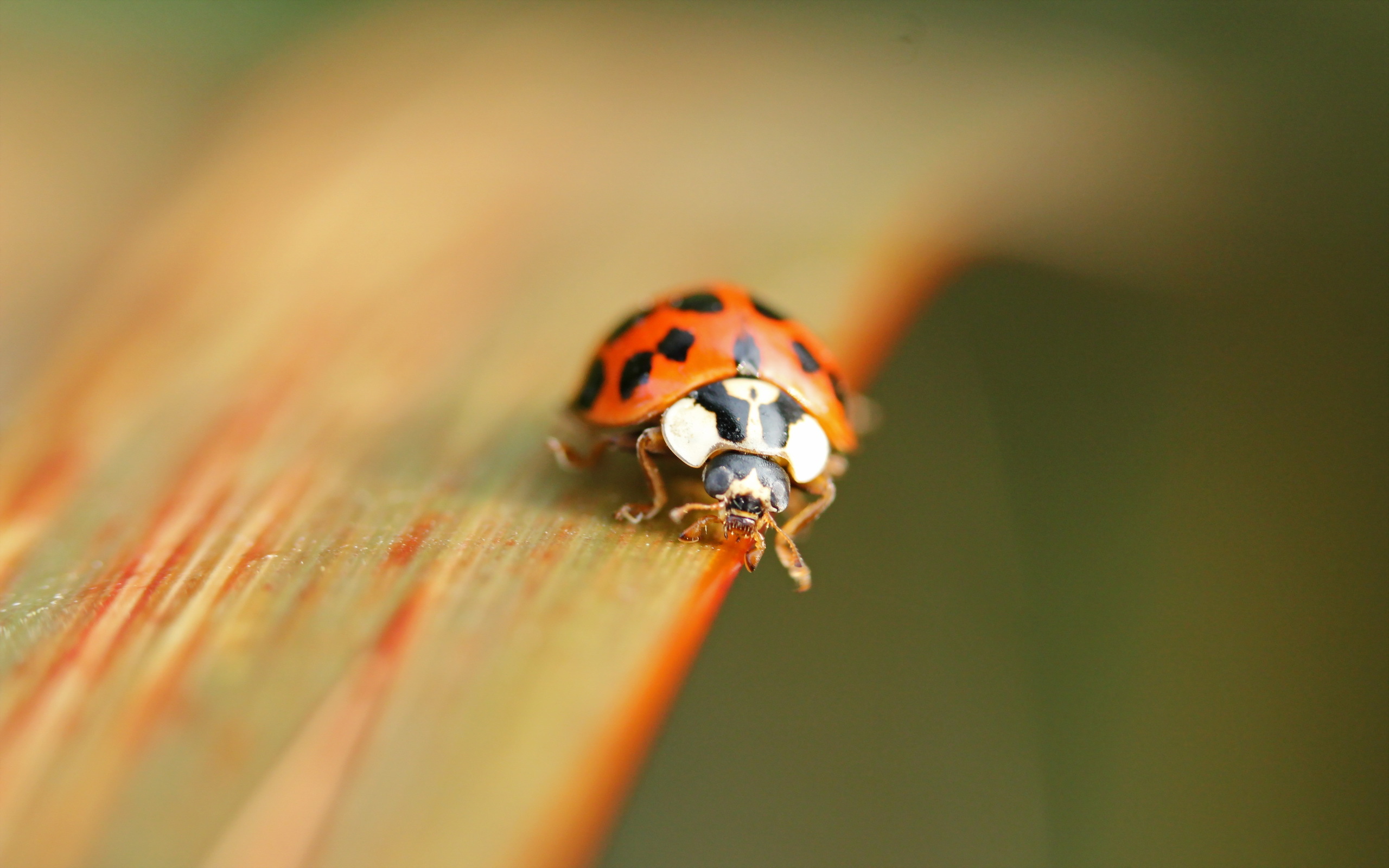 Ladybug HD Wallpaper