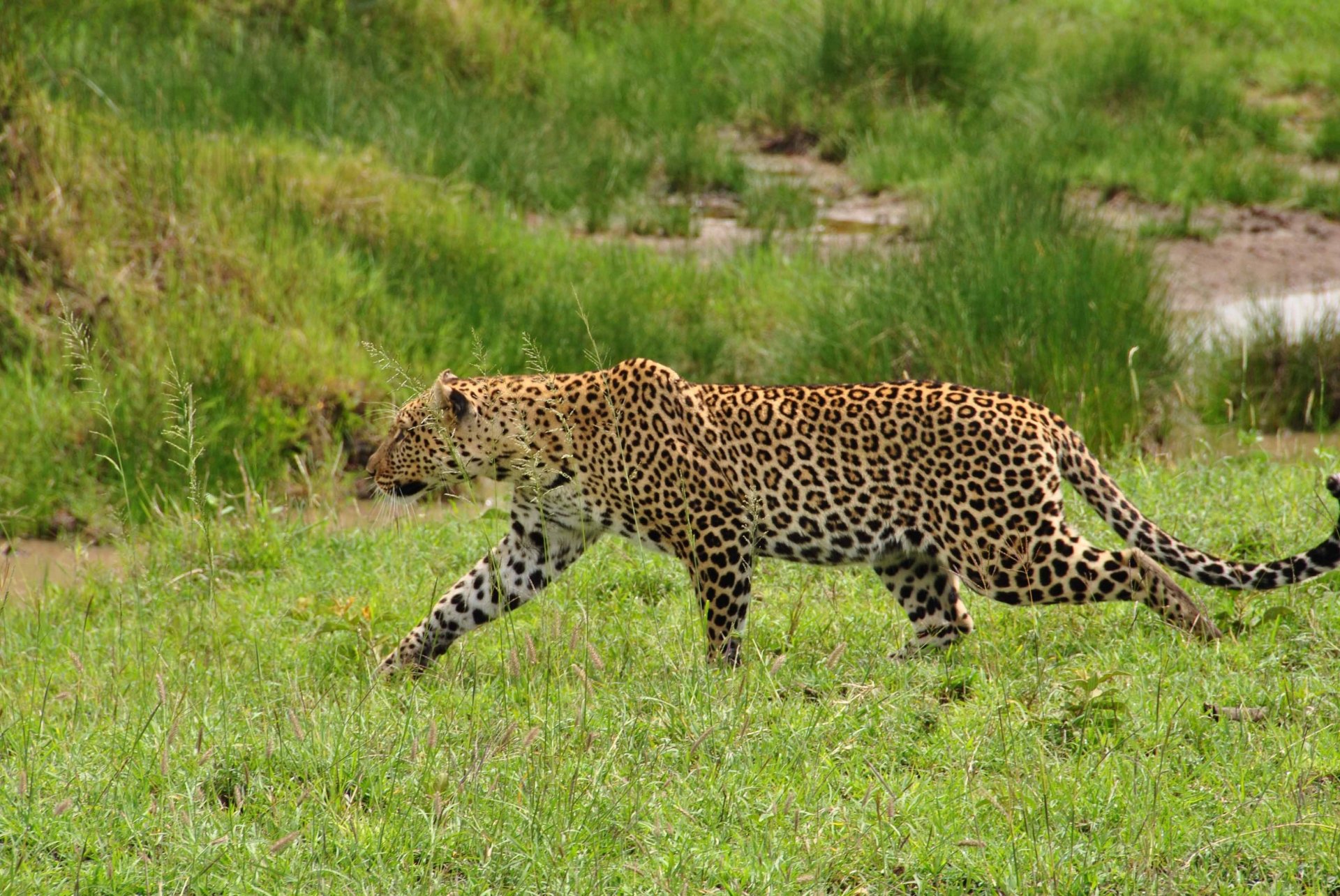 Majestic Leopard: Stunning 4K Ultra HD Wallpaper