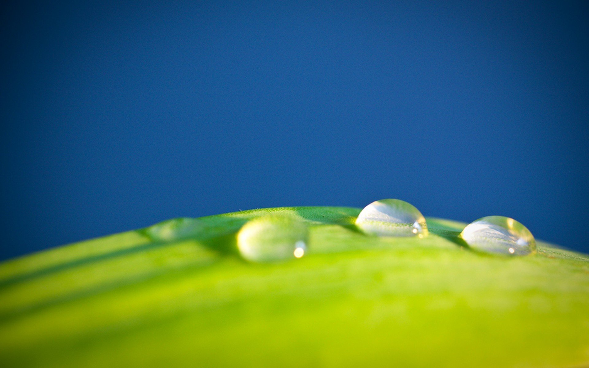 Nature’s Crystal Drops: HD Water Drop Wallpaper