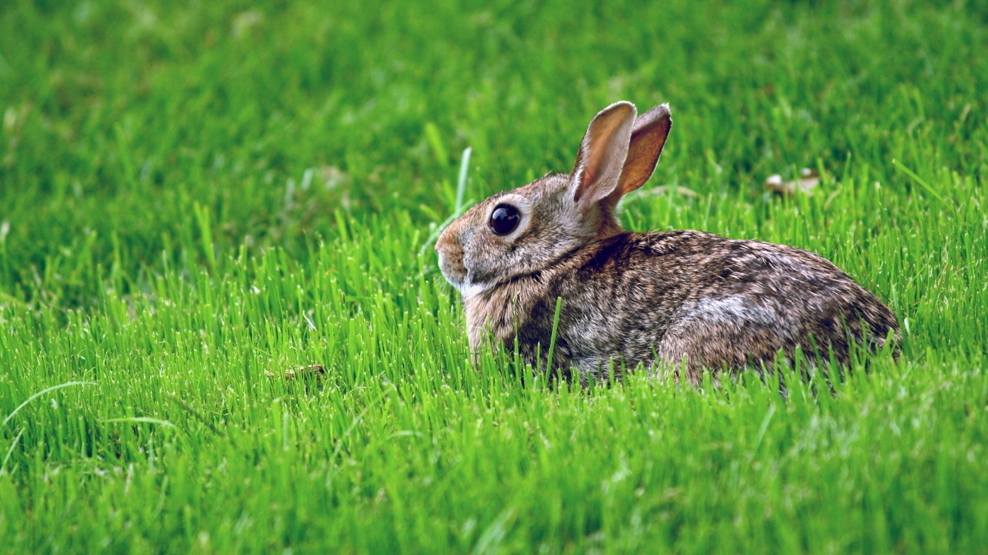 Download Animal Hare HD Wallpaper