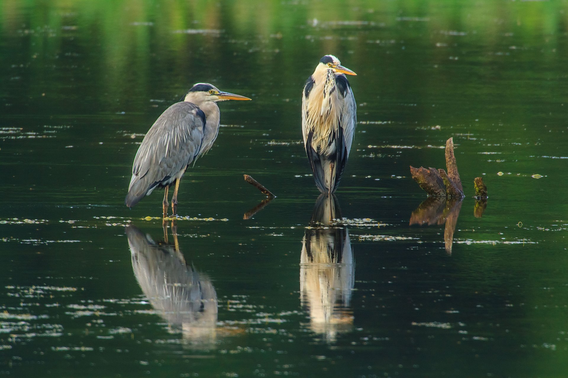 Serene Herons: HD Wallpaper of Freshwater Birds