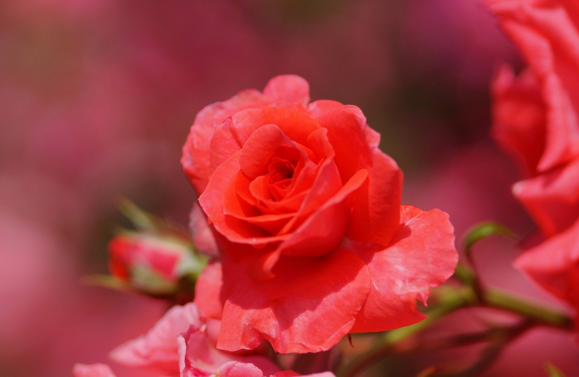 HD Wallpaper of Stunning Nature: Vibrant Rose Blooms | 2048x1333 ...