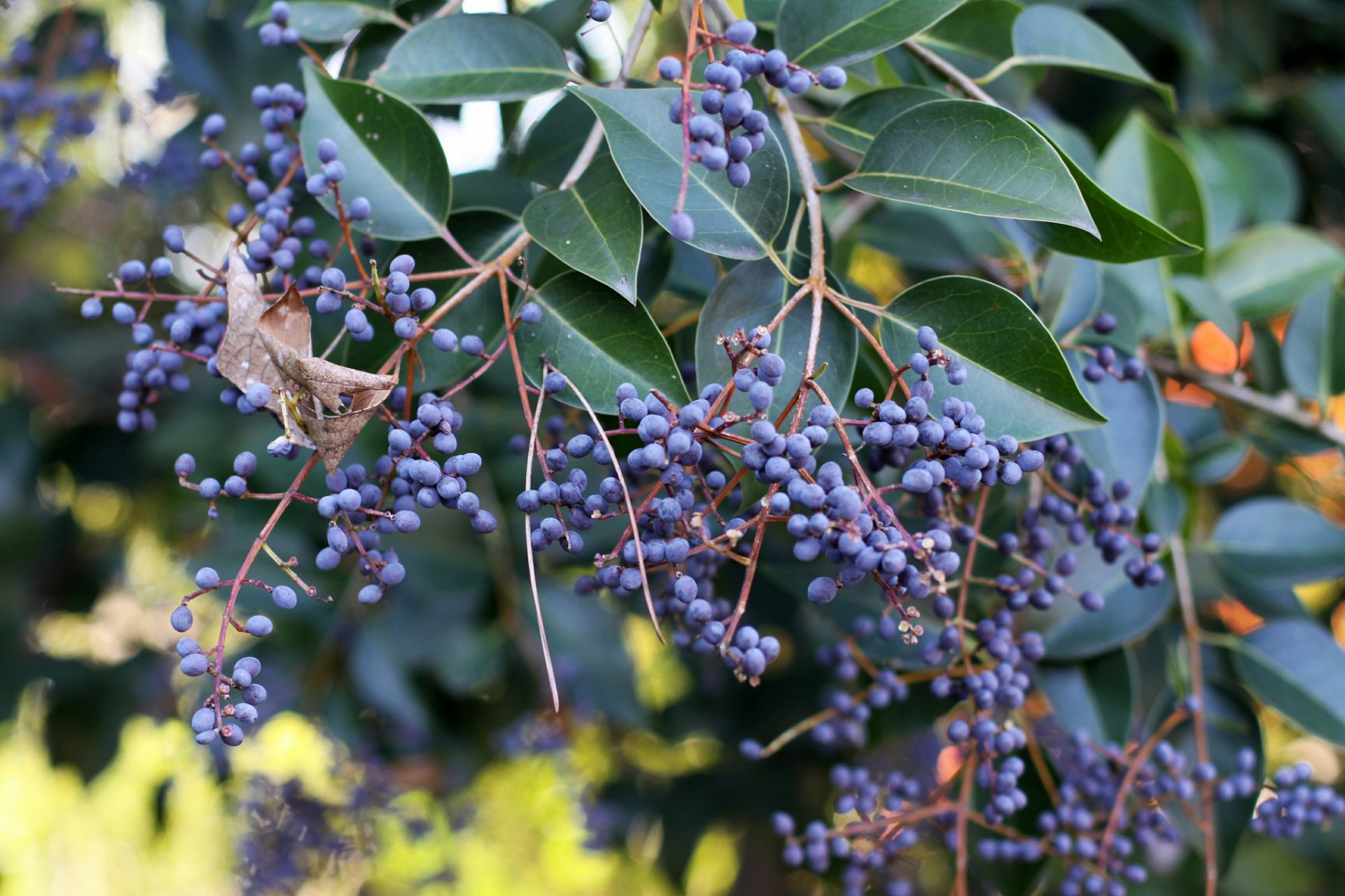 Vibrant Nature: HD Close-Up of Lush Berry-Laden Plant | 2048x1365 ...
