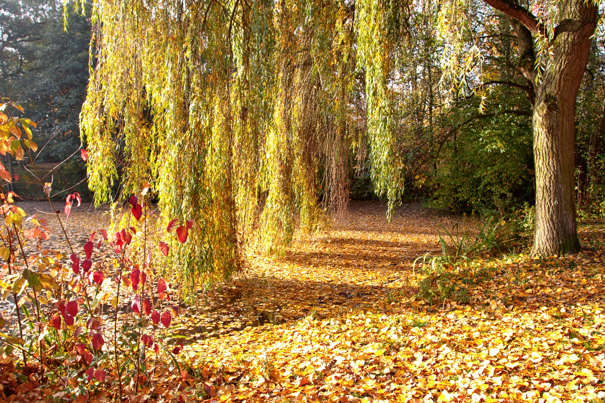 HD Fall Serenity: Nature’s Golden Embrace