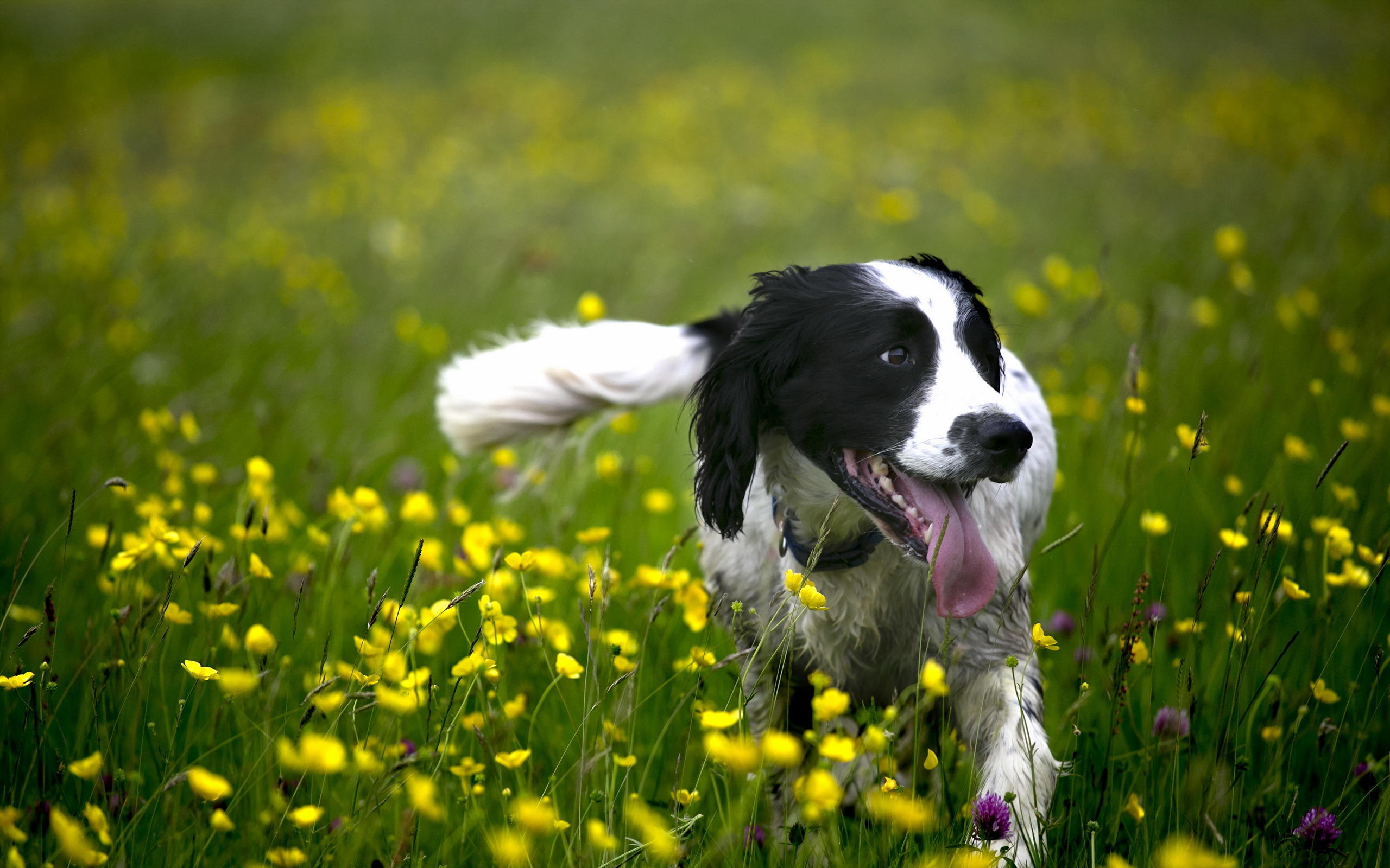 Joyful Dog in Blooming Meadow - HD Wallpaper