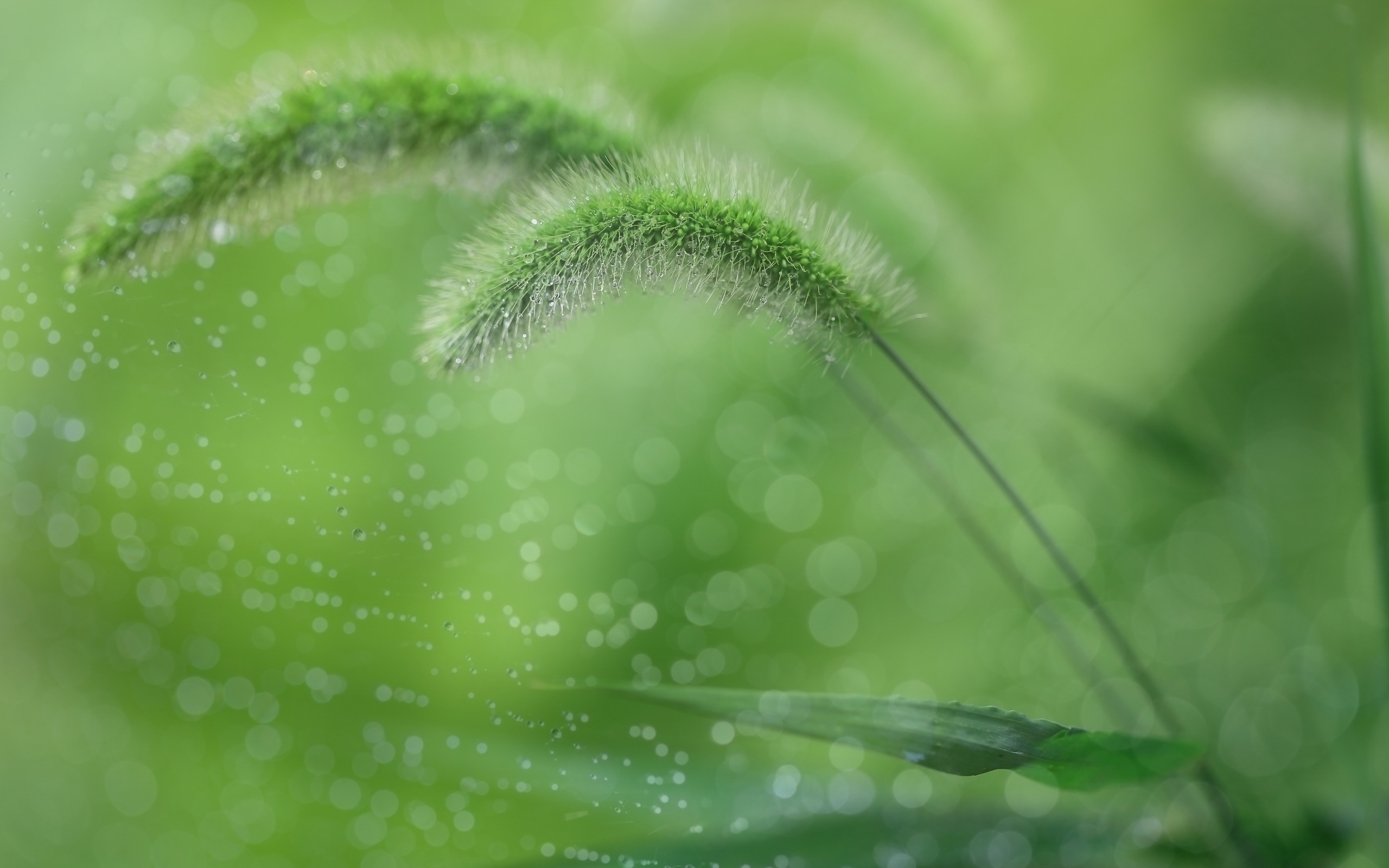 Whispers of Green: HD Nature’s Grace in Grass