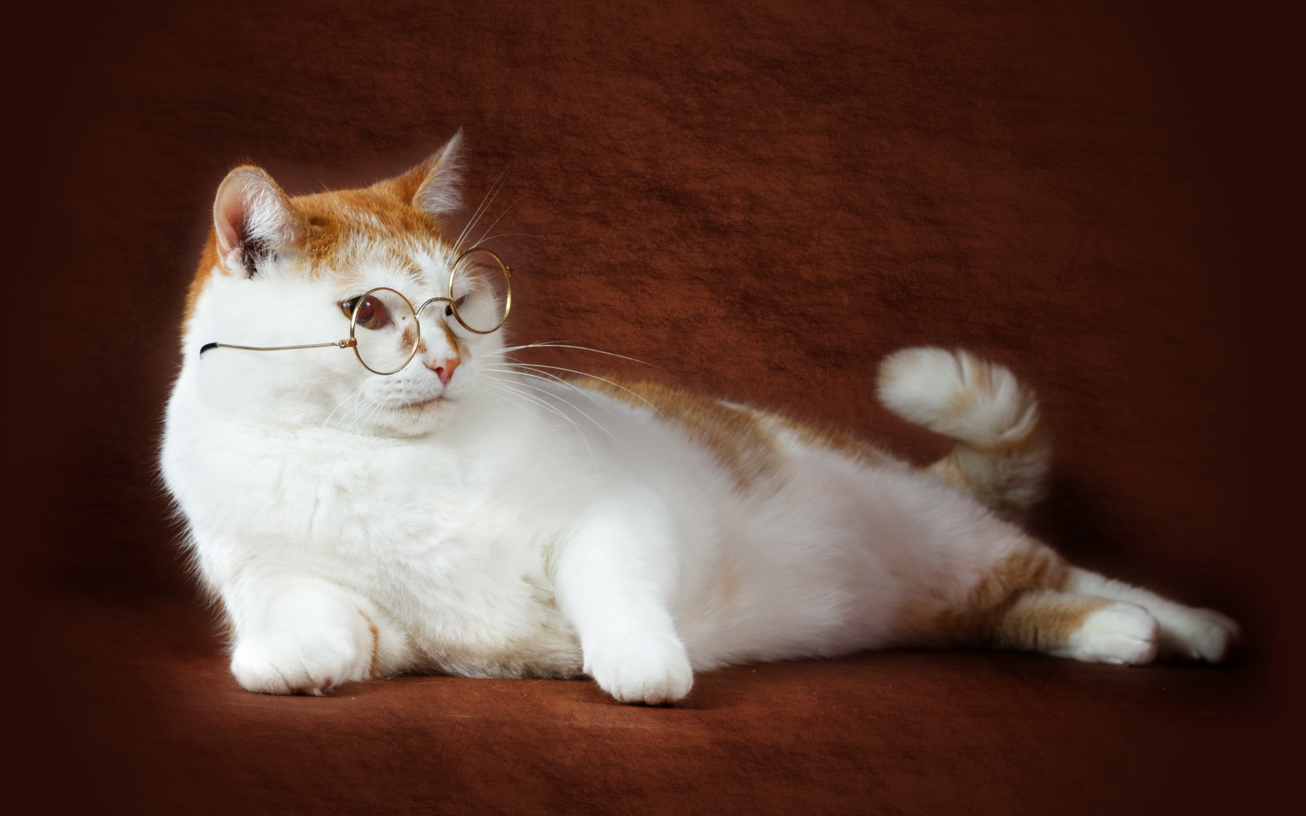 Charming Cat HD Wallpaper: Purrs and Paws in Style