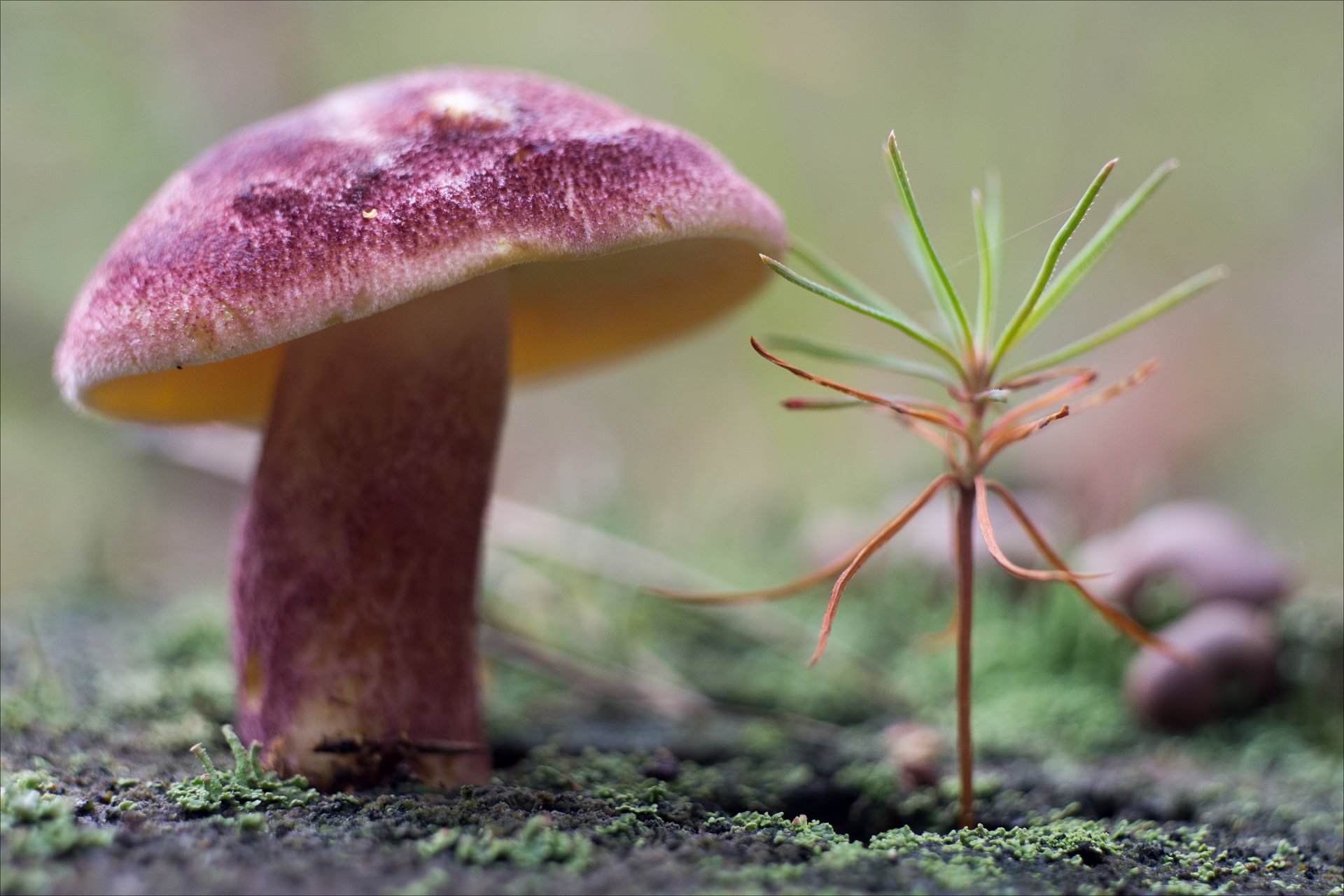 HD Nature’s Magic: Stunning Mushroom Wallpaper Free to Download