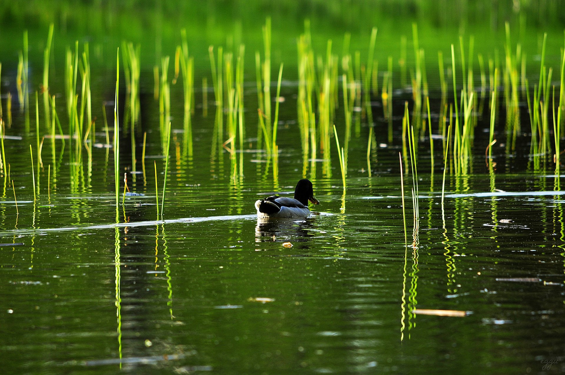 Serene Duck in Vibrant Green Waters – HD Animal Wallpaper | 2048x1360 ...