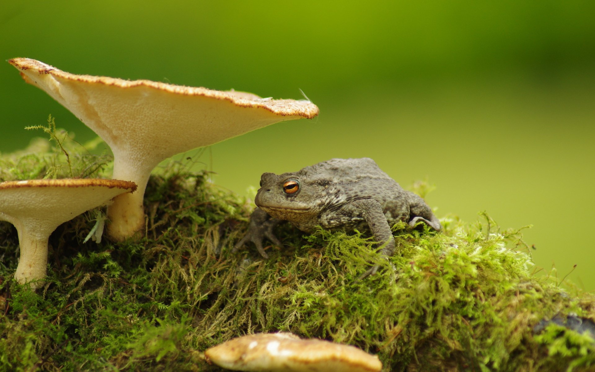 Toad’s Tranquil Realm – HD Nature Wallpaper by Terence Bishop