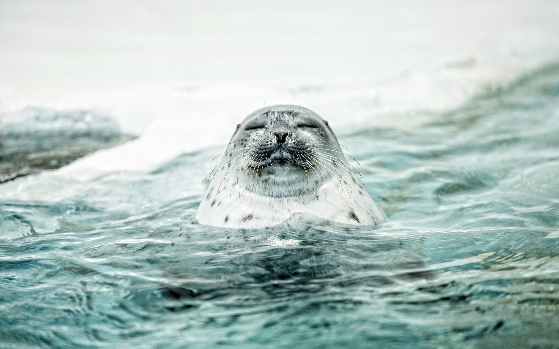 Serene Seal in Crystal Clear Waters - Free HD Animal Wallpaper