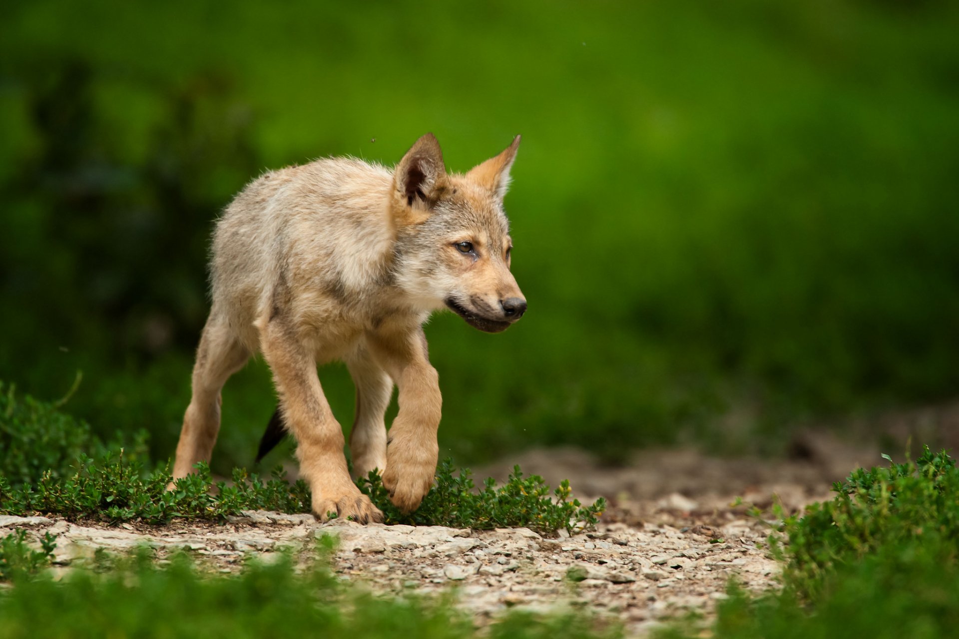 Adorable Wolf Cub HD Wallpaper