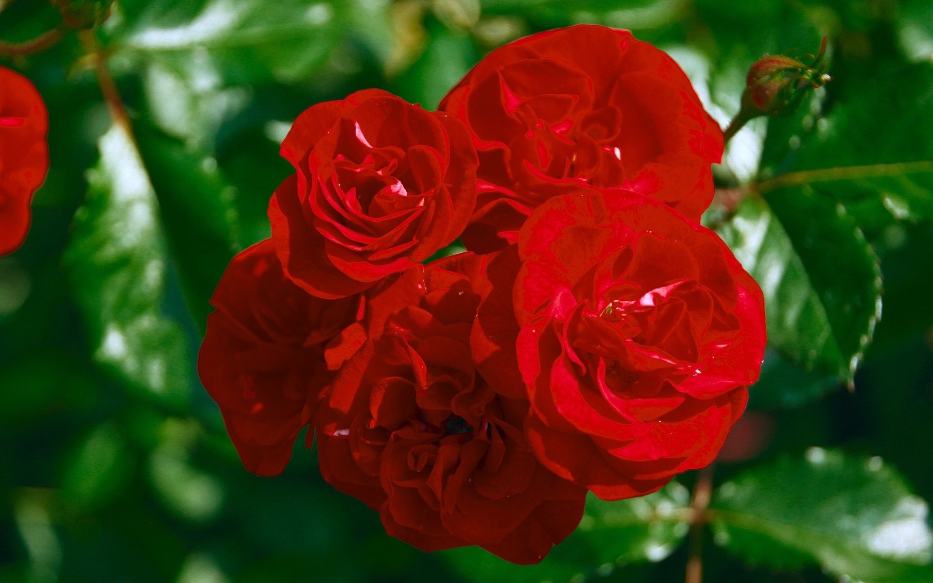 Vibrant Red Roses: Stunning HD Nature Wallpaper