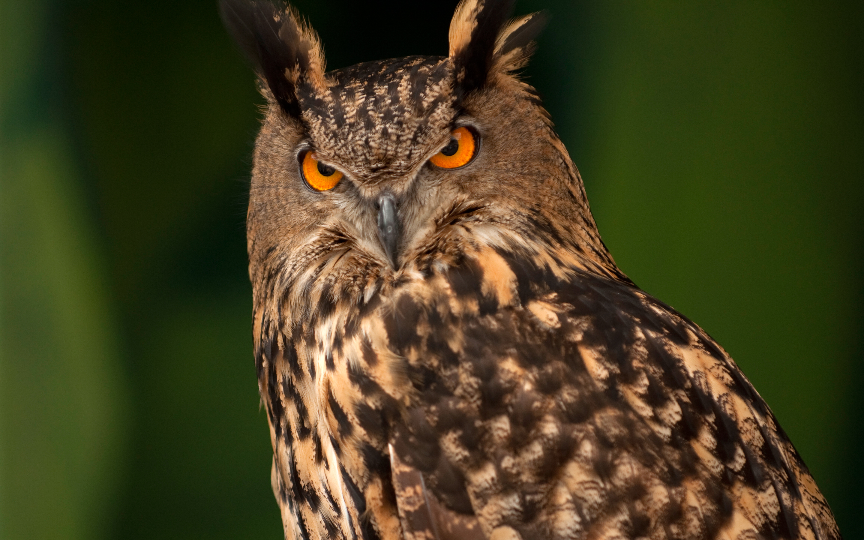 Download Animal Owl HD Wallpaper
