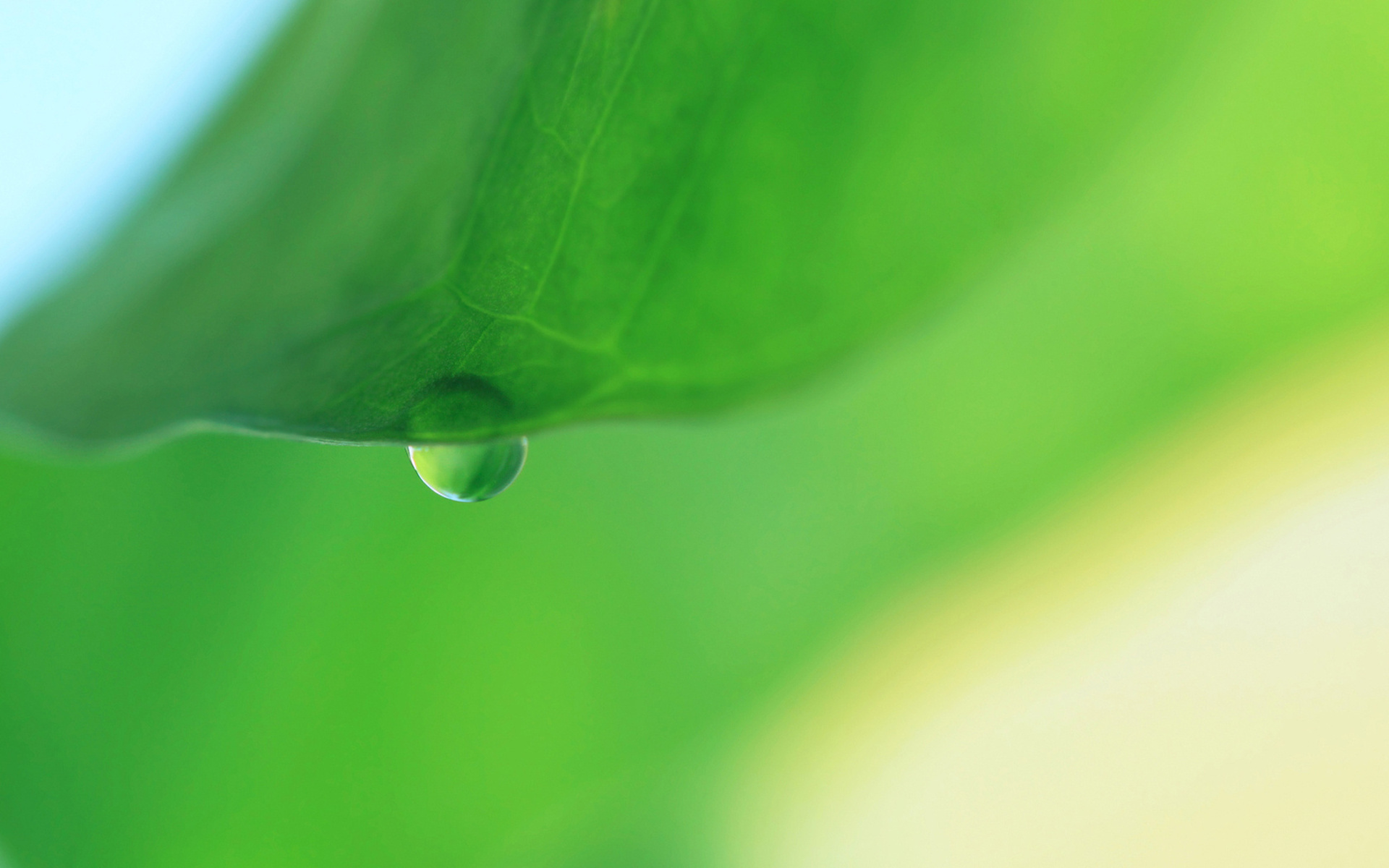 Nature's Crystal: HD Water Drop Serenity Wallpaper
