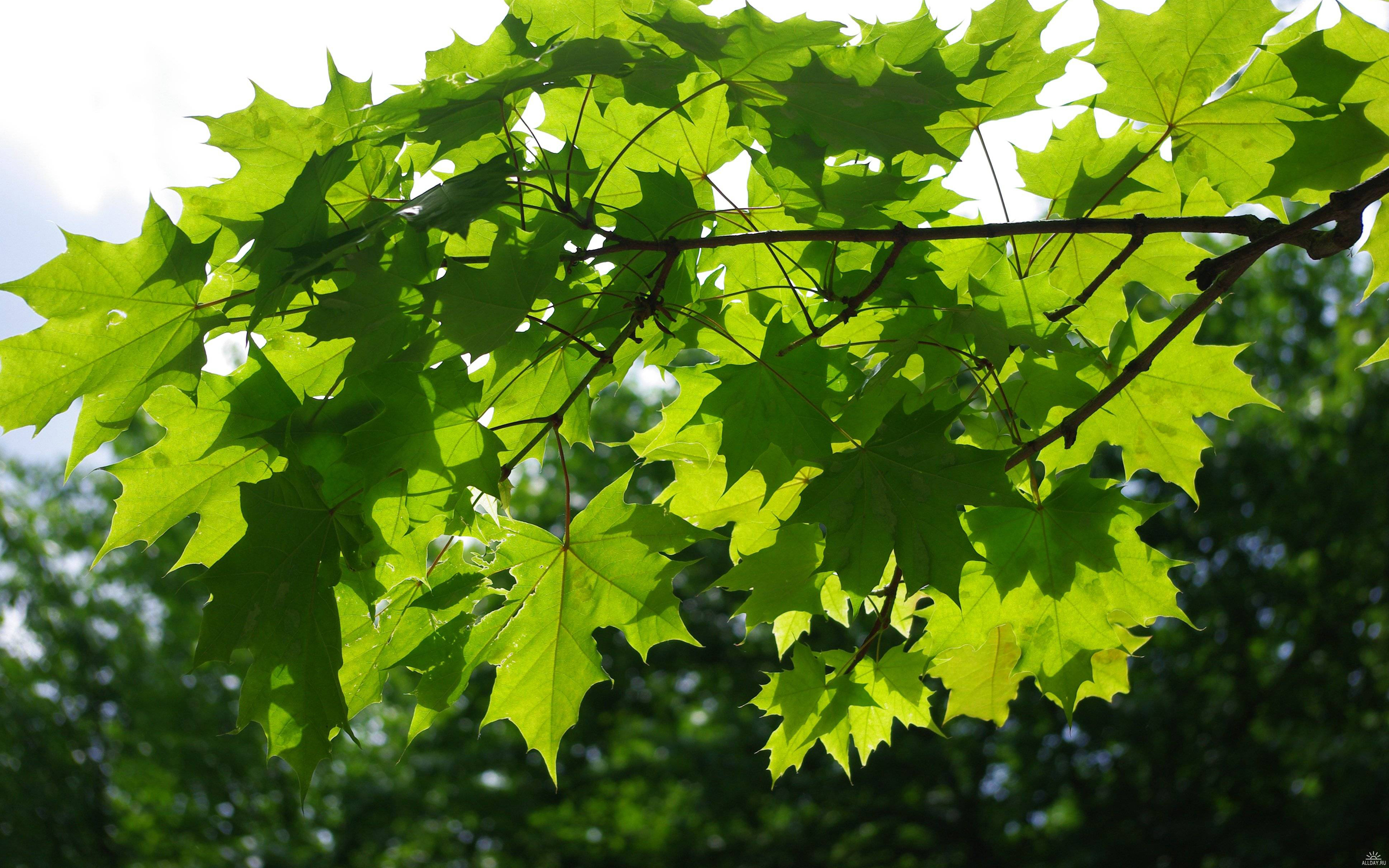 Vibrant Green Leaves HD Nature Wallpaper