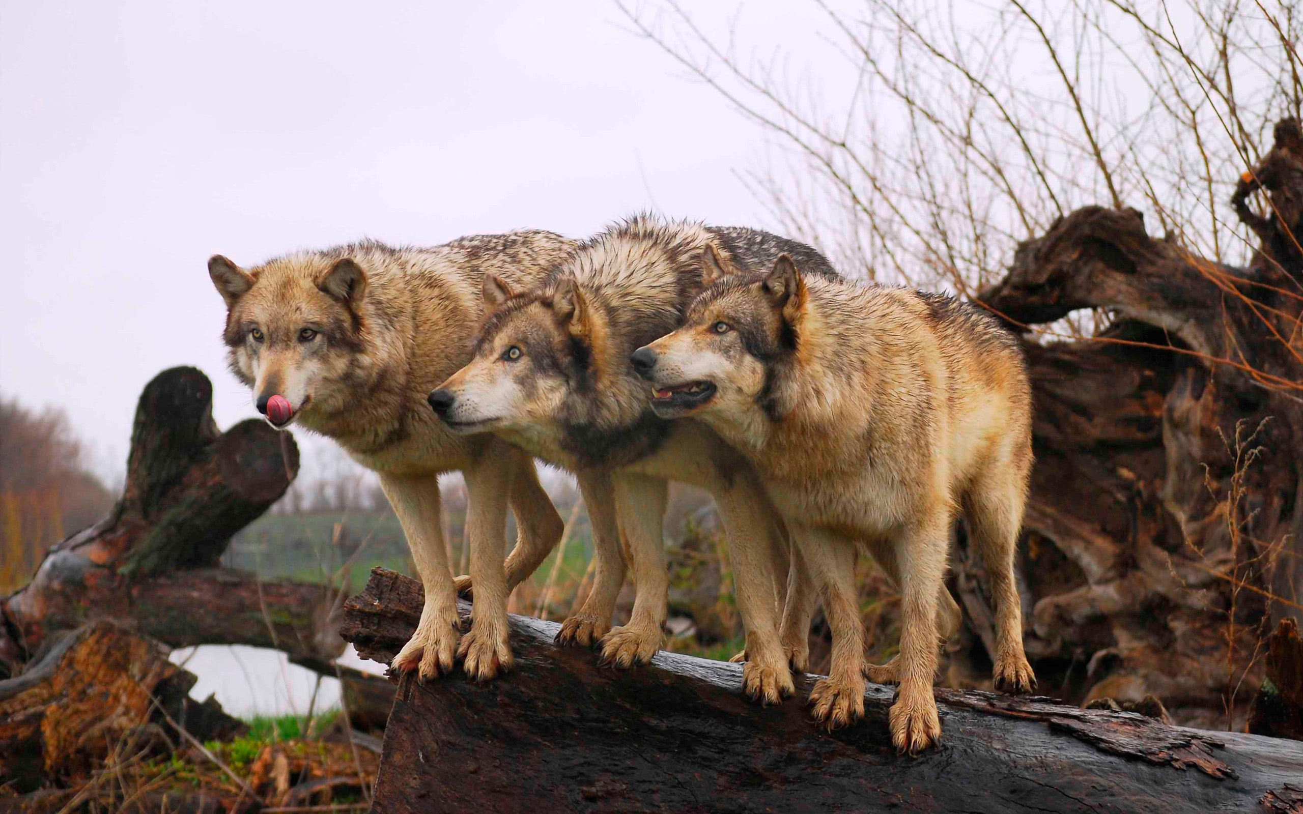 Majestic Wolves: HD Wallpaper of Nature’s Wild Pack