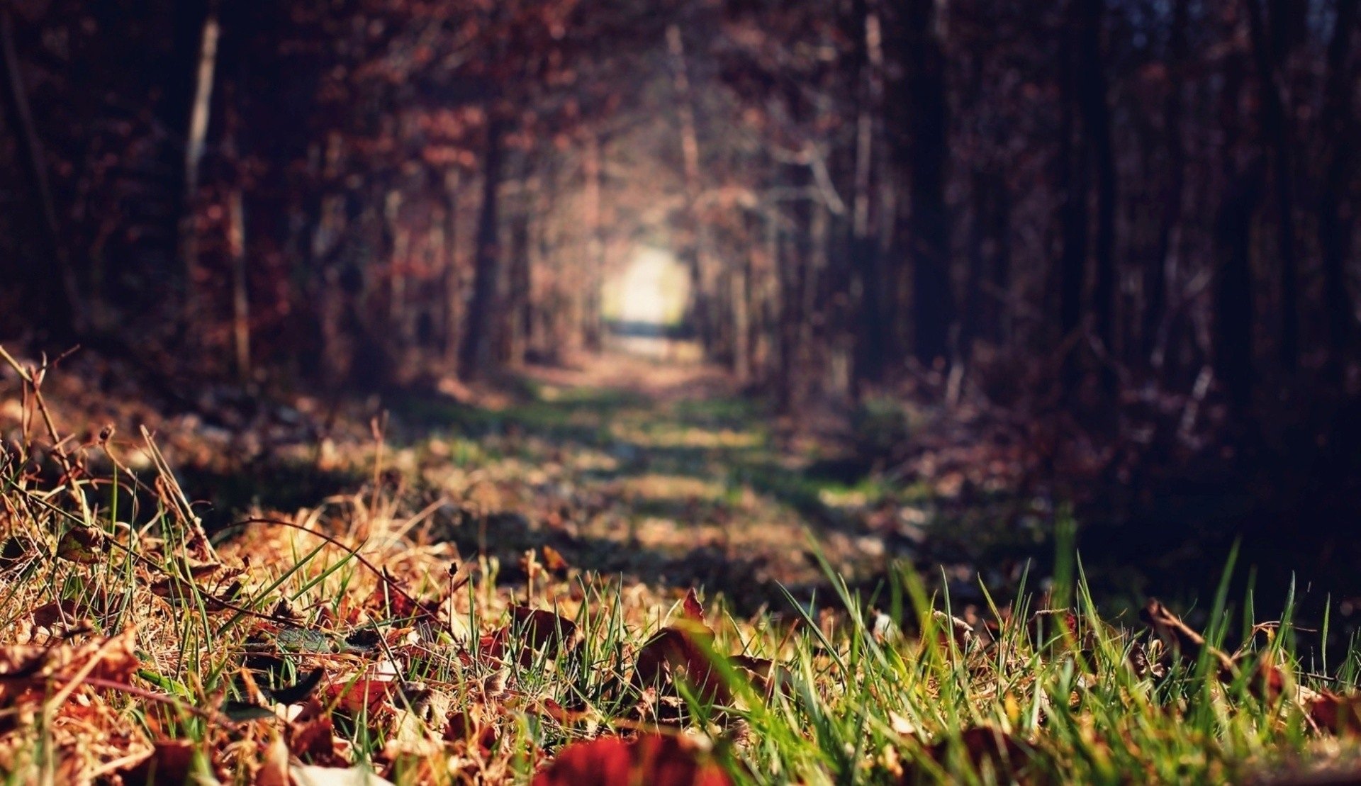 Tranquil Path Through Nature - HD Wallpaper