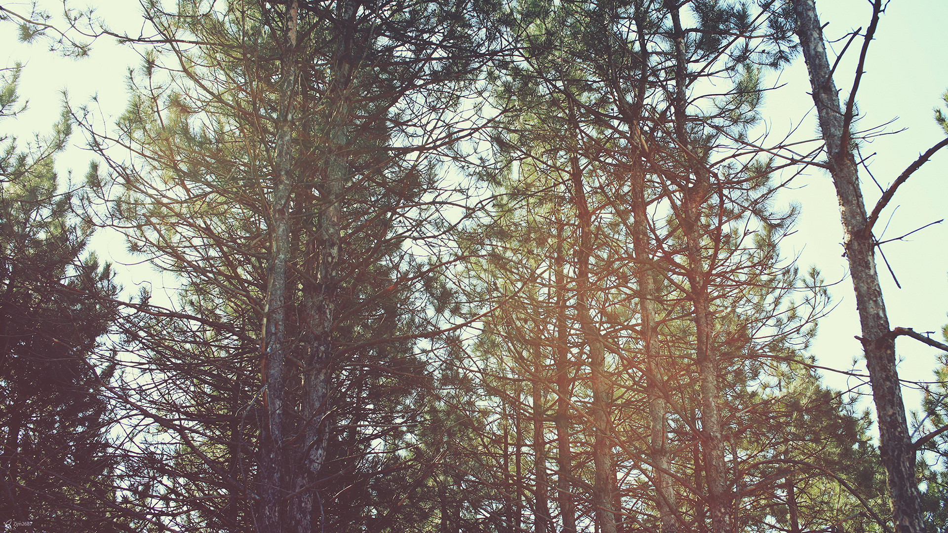 Download Nature Forest HD Wallpaper