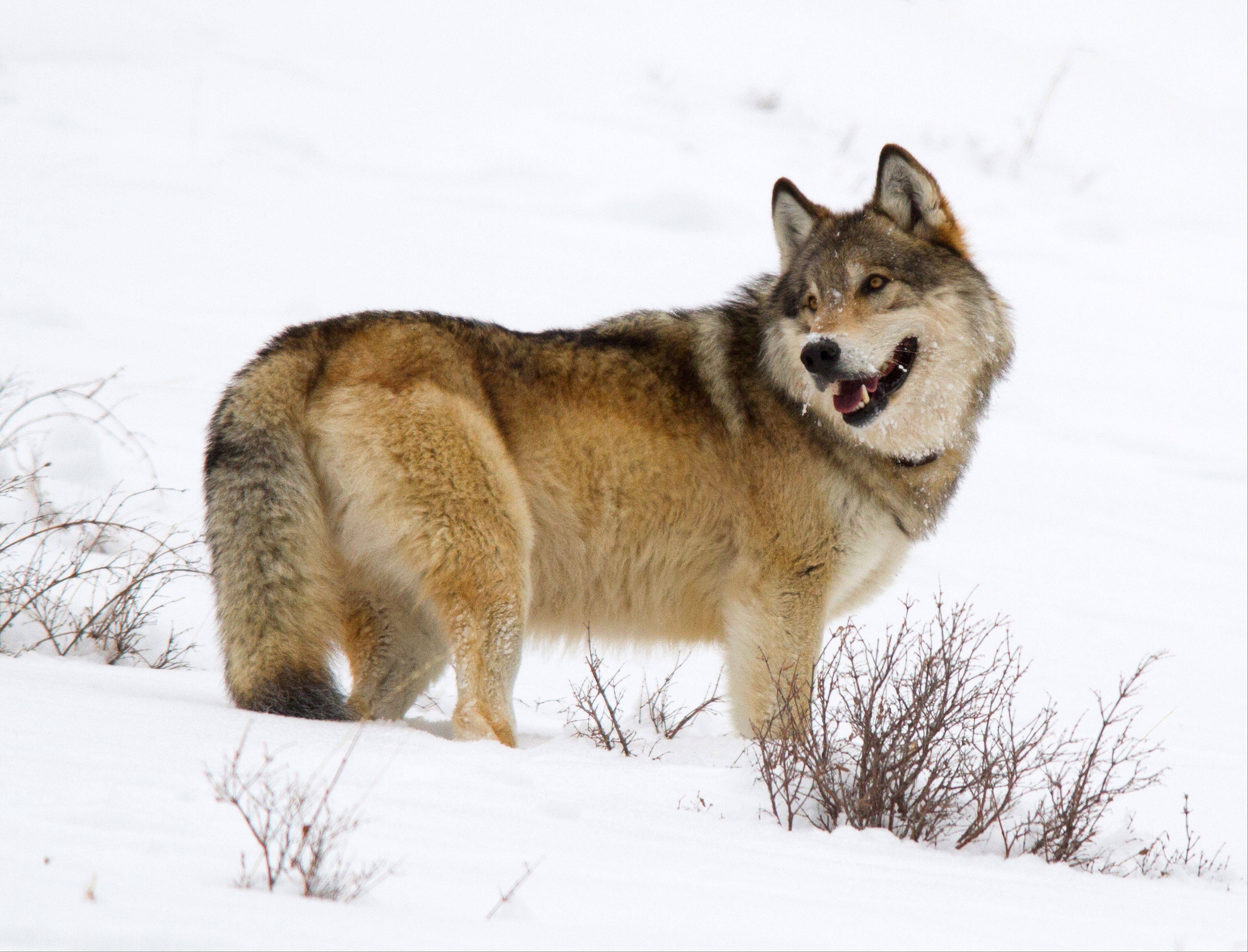 Majestic Wolf in Snow - 4K Ultra HD Wildlife Wallpaper
