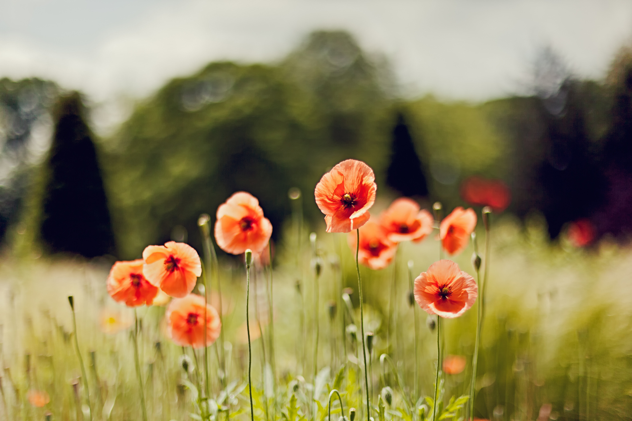 Vibrant Poppy Fields: Stunning HD Nature Wallpaper
