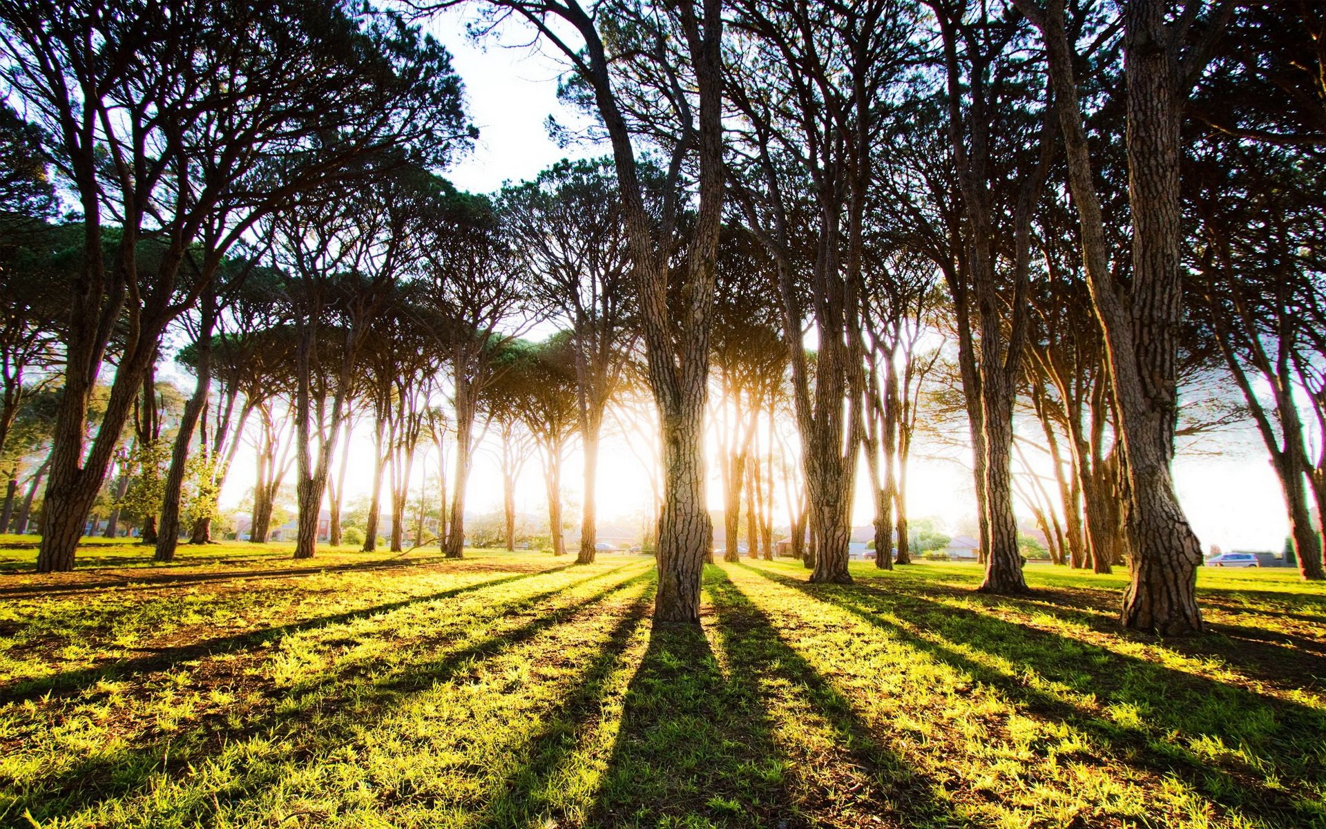 Sunbeam Serenade: HD Nature’s Radiant Forest Glow | 1920x1200 ...