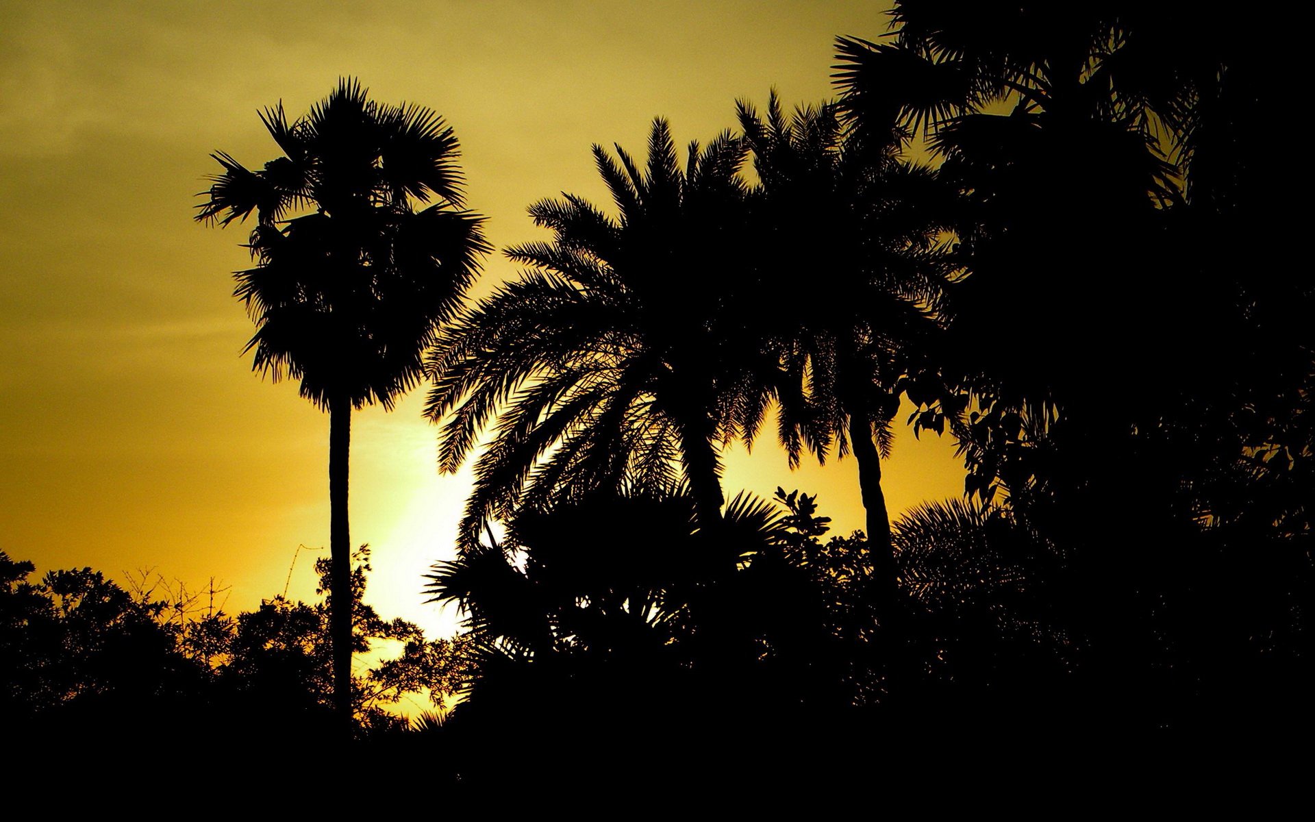 Download Nature Palm Tree HD Wallpaper | 1920x1200 | Wallpaper Abyss