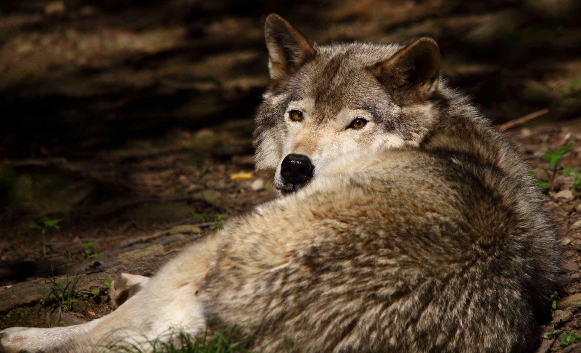 Majestic Wolf in Stunning 4K Ultra HD | 5085x3090 | Wallpaper Abyss