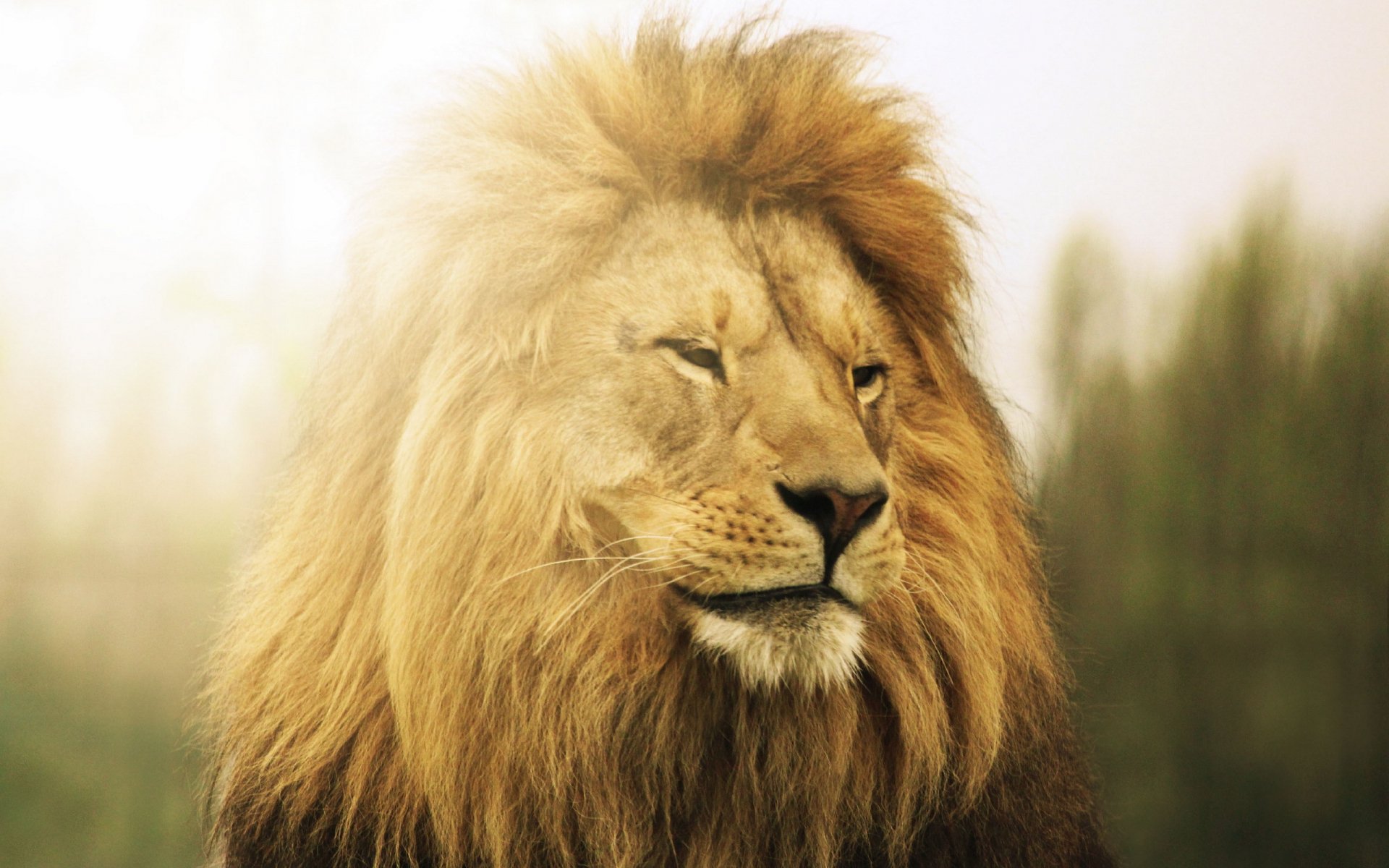 Majestic Lion HD Wallpaper