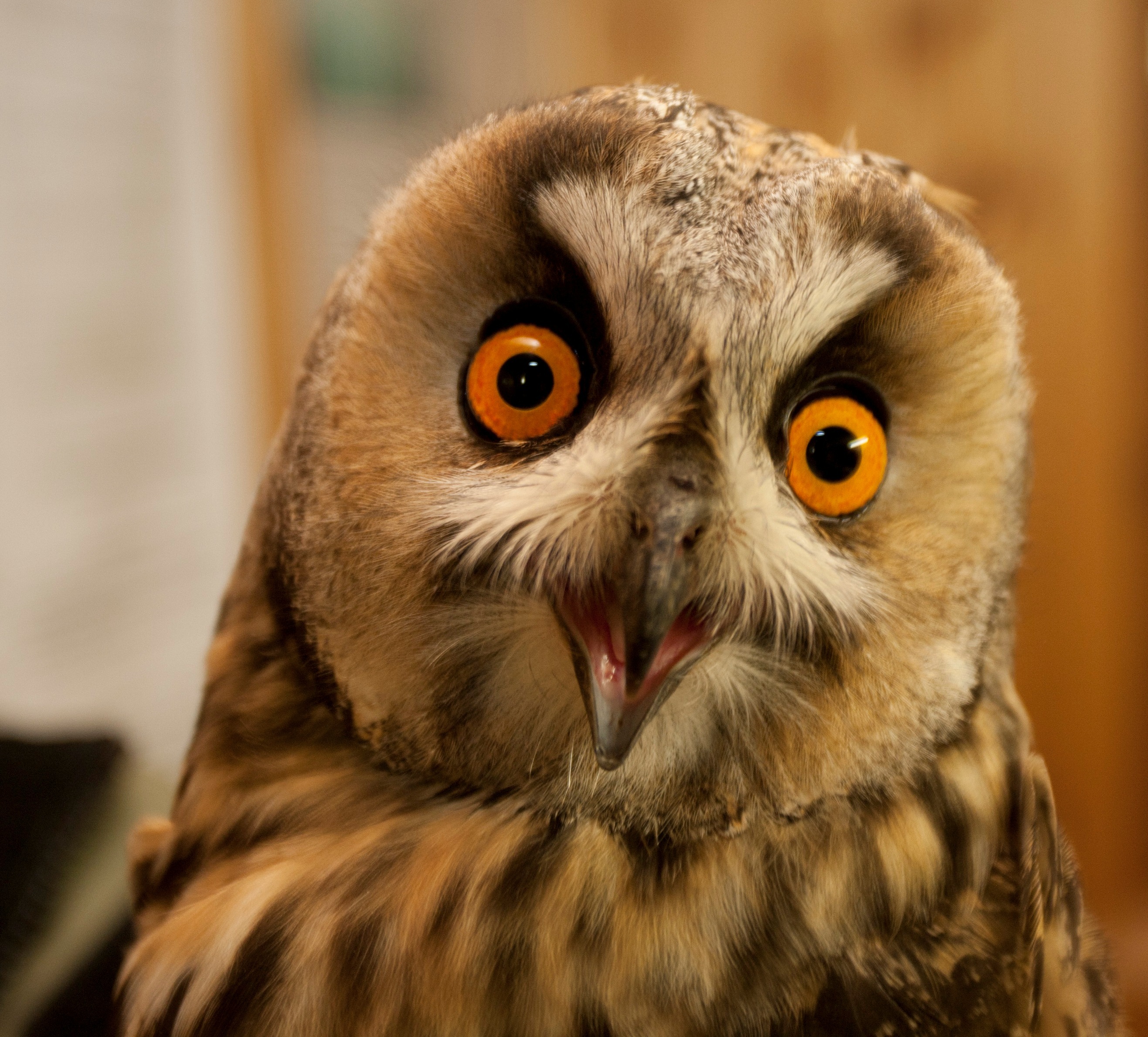 Download Animal Owl HD Wallpaper