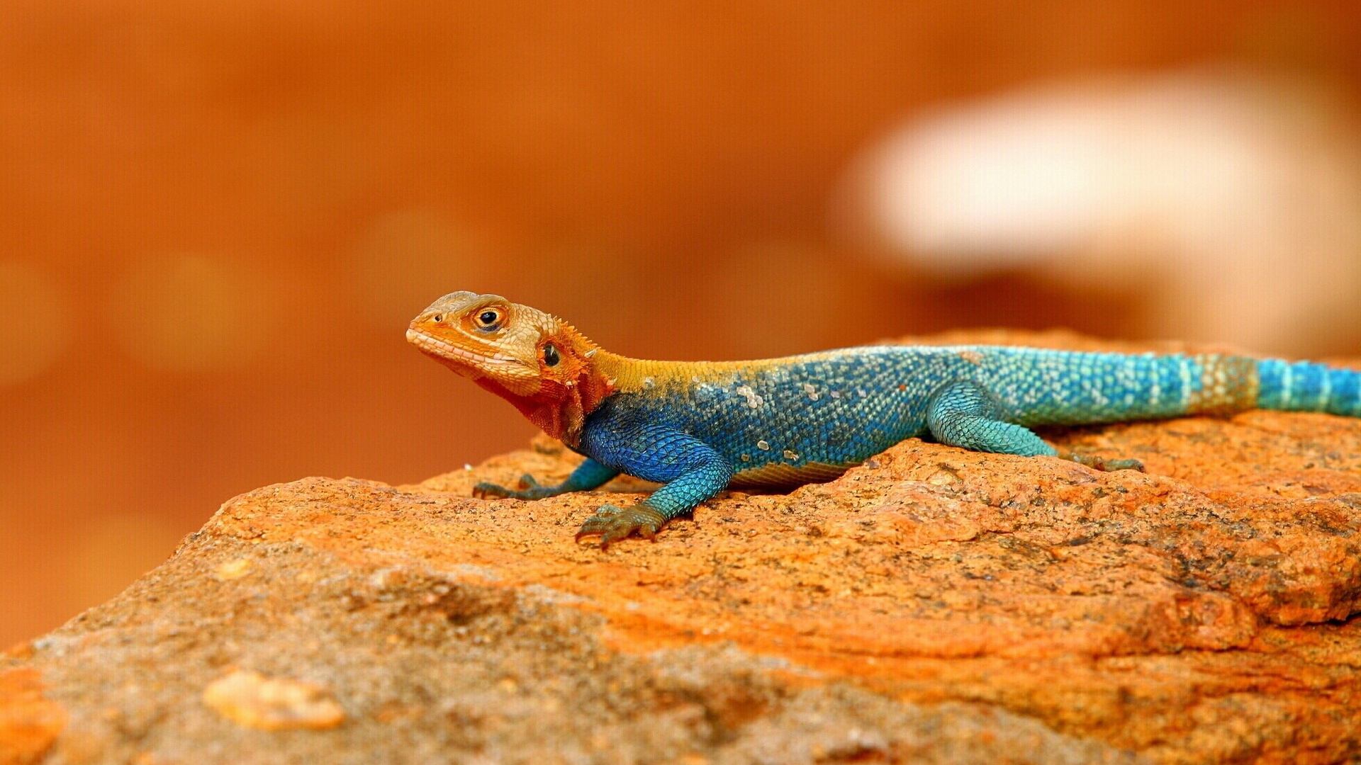 The Common Agama Red headed Rock Agama Or Rainbow Agama Full HD