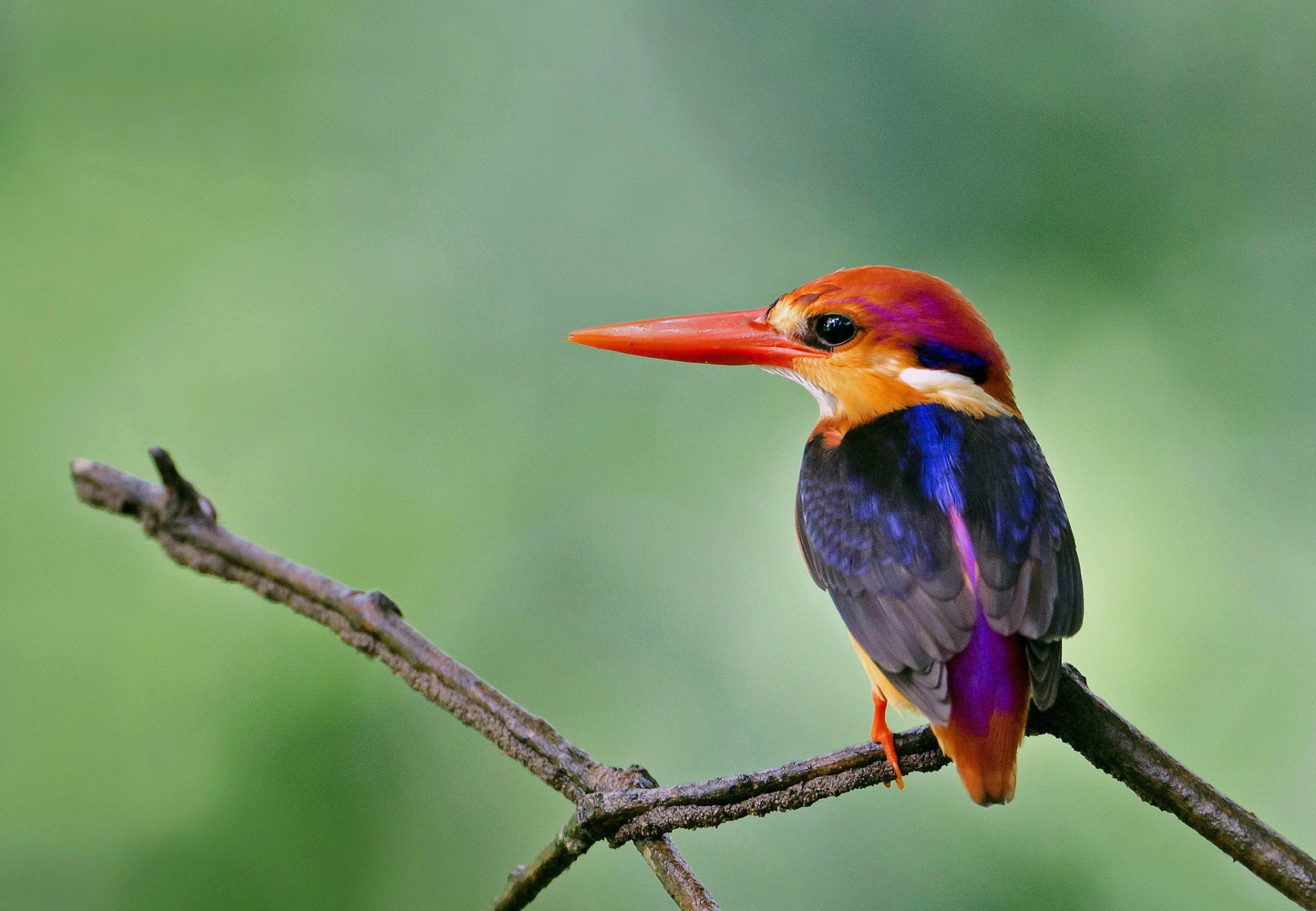 Vibrant Kingfisher HD Wallpaper